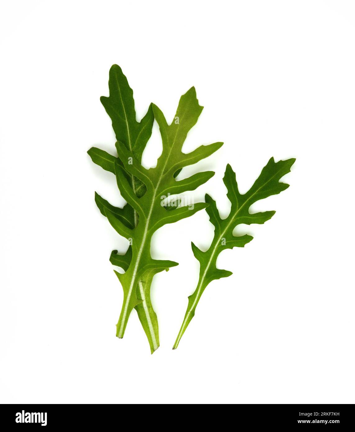 Green fresh rucola or arugula leaf isolated on white background Stock ...