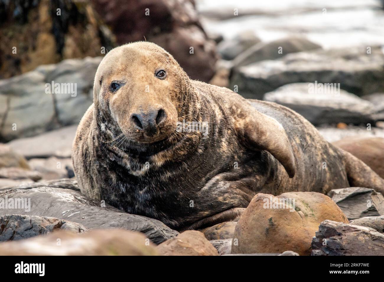 Seals at ravenscar hi-res stock photography and images - Alamy