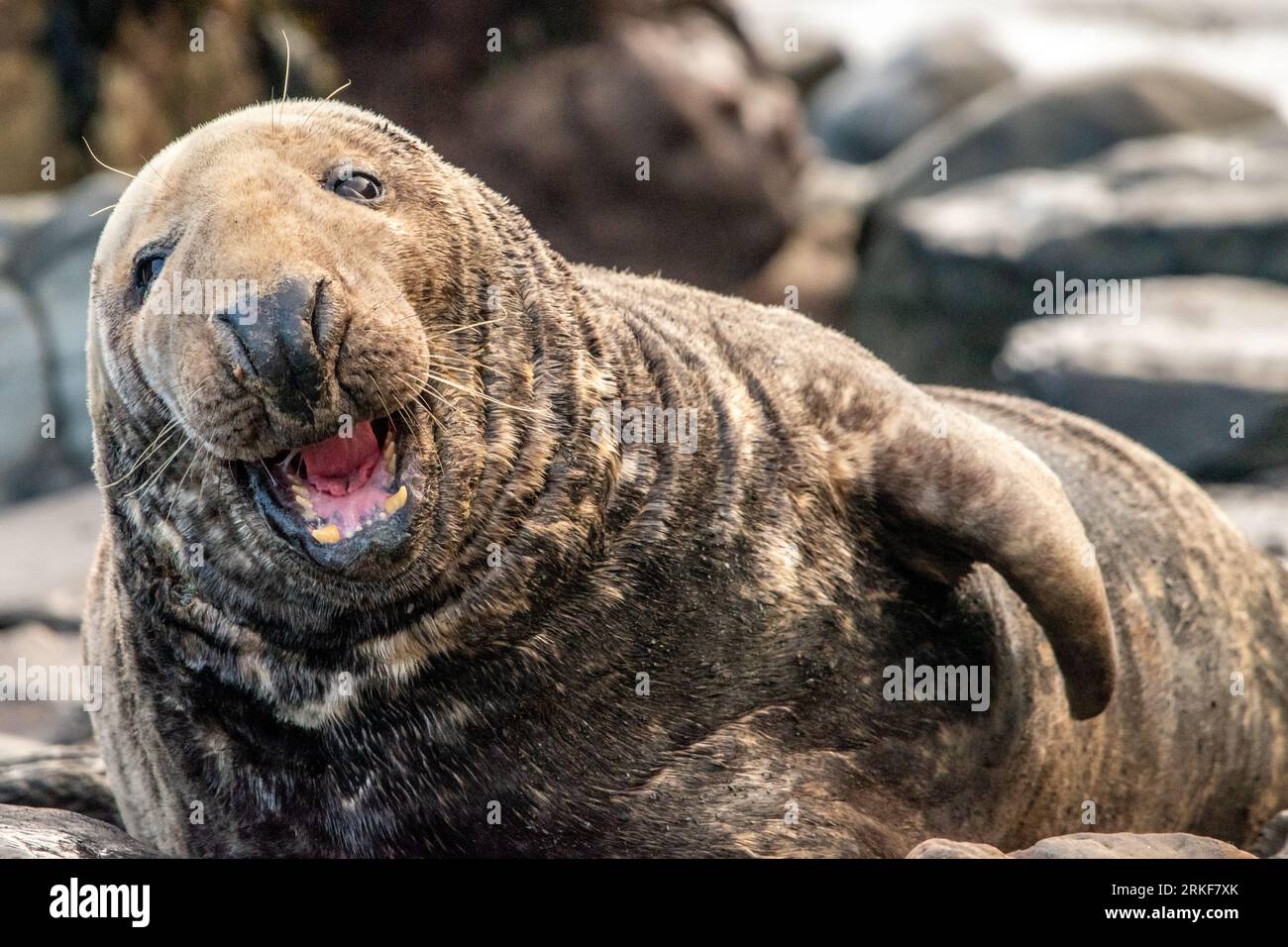 Seal at Ravenscar, North Yorkshire Stock Photo - Alamy