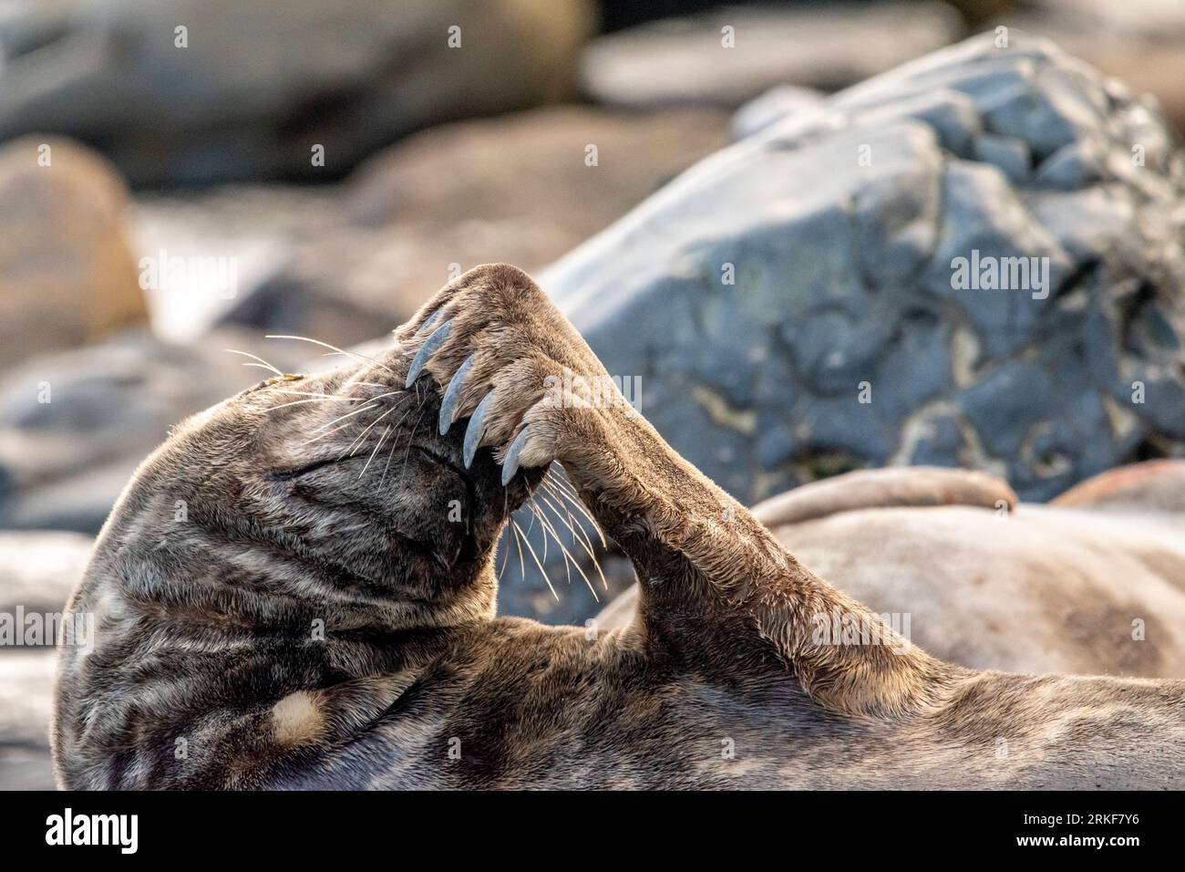 Seal at Ravenscar, North Yorkshire Stock Photo - Alamy