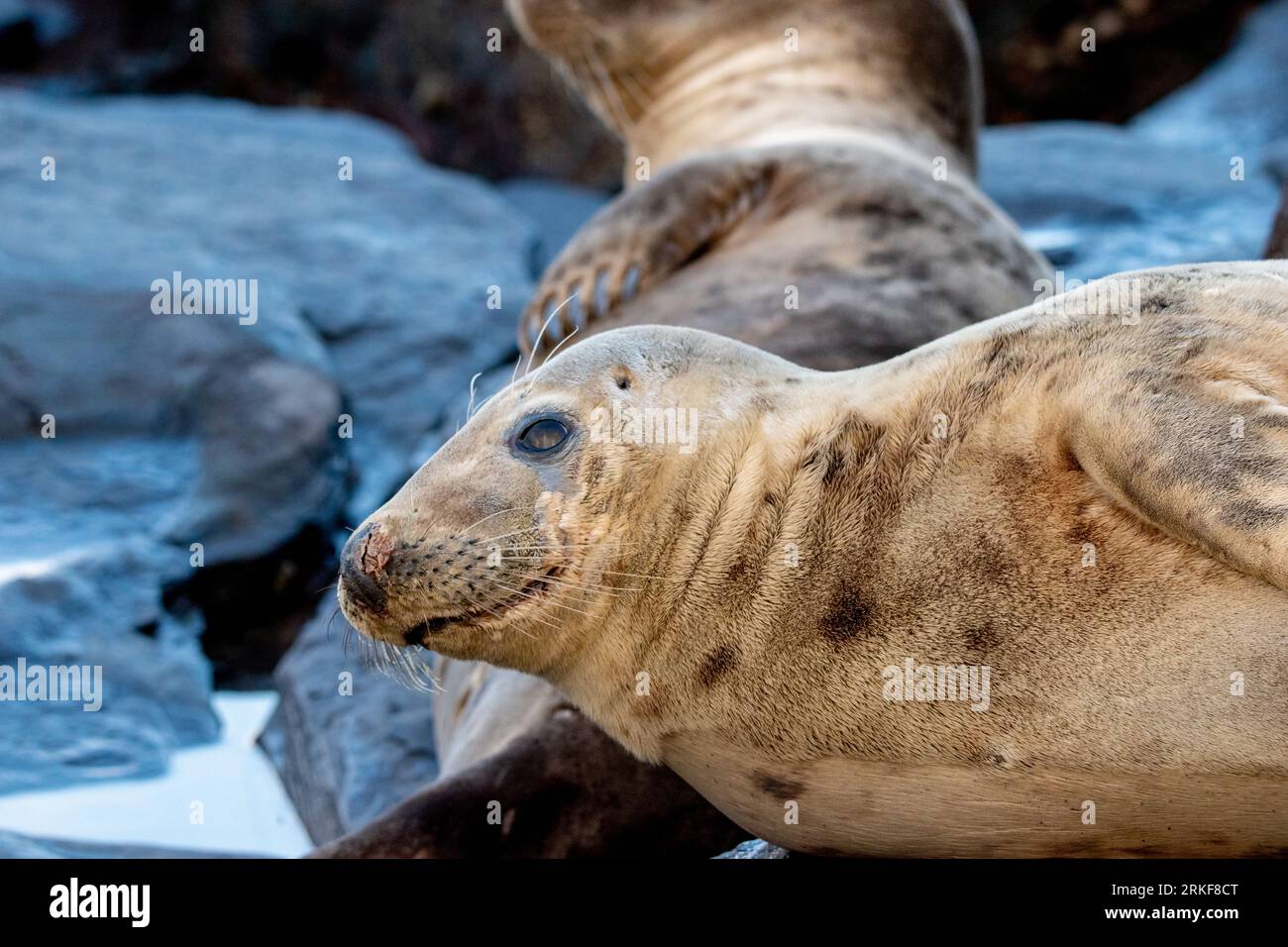 Seal at Ravenscar, North Yorkshire Stock Photo - Alamy