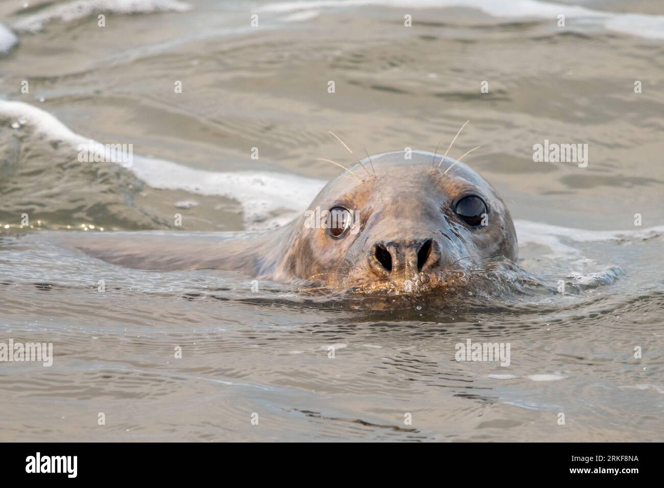 Ravenscar seals hi-res stock photography and images - Alamy