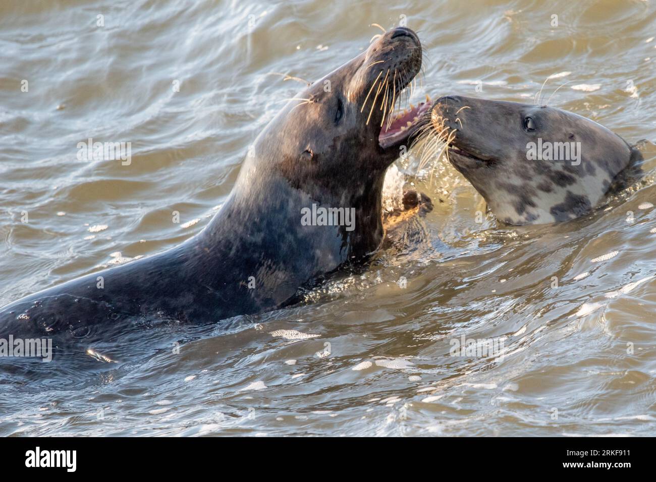 Seal at Ravenscar, North Yorkshire Stock Photo - Alamy