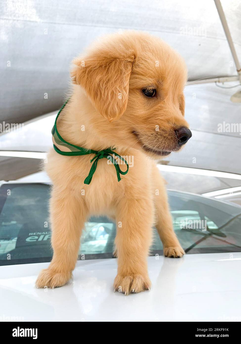 An adorable golden retriever puppy standing on the hood of a car ...