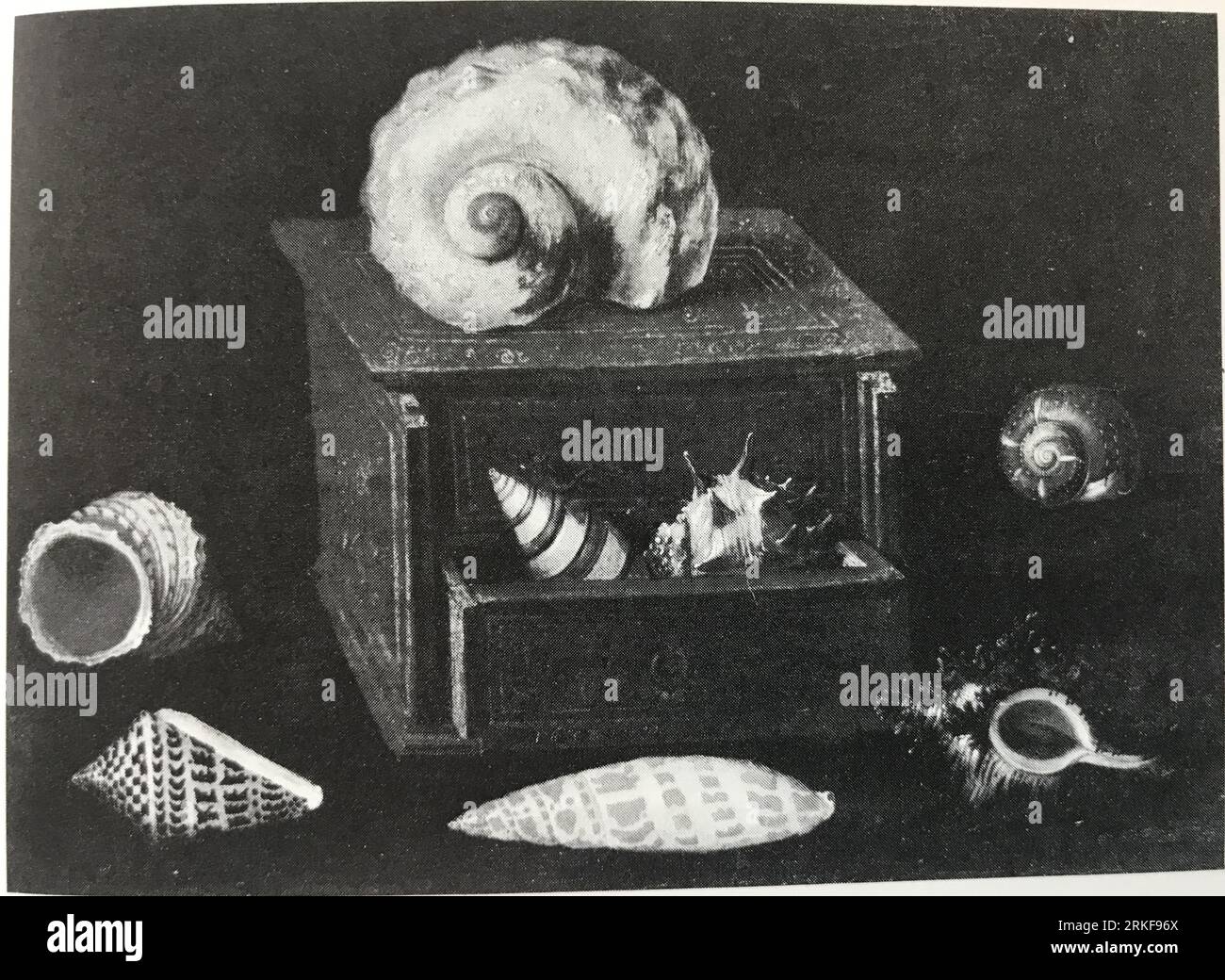 Collection of Shells with their Box 1638 by Jacques Linard Stock Photo ...