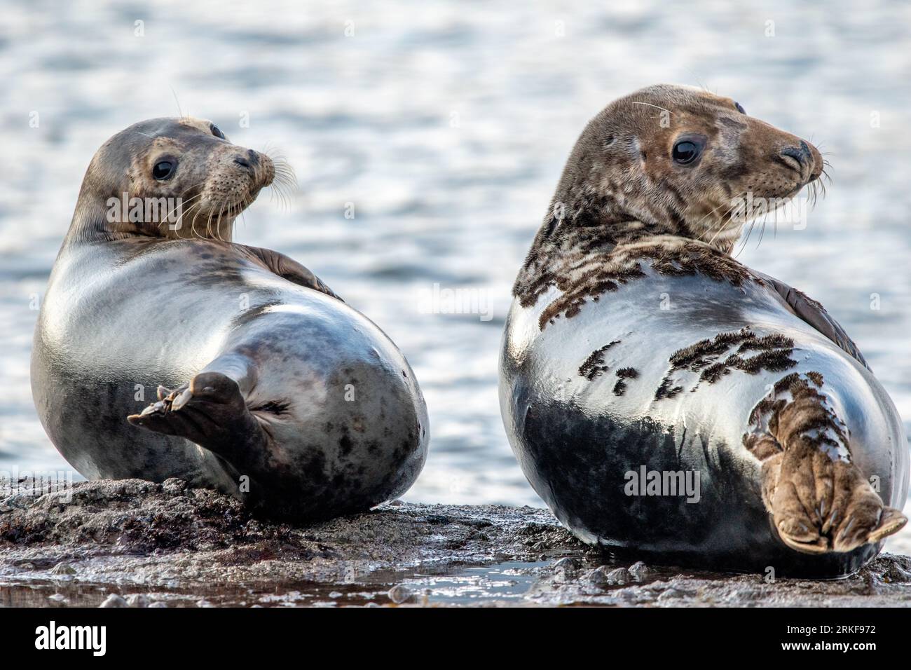 Seal at Ravenscar, North Yorkshire Stock Photo - Alamy