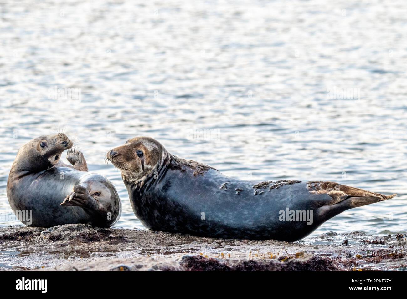 Seals ravenscar hi-res stock photography and images - Alamy