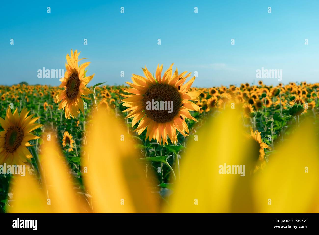 Stunninga hi-res stock photography and images - Alamy