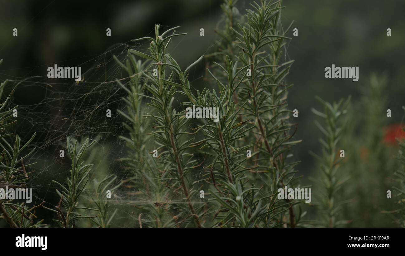 A glorious image of nature, showcasing a variety of sprigs in the ...