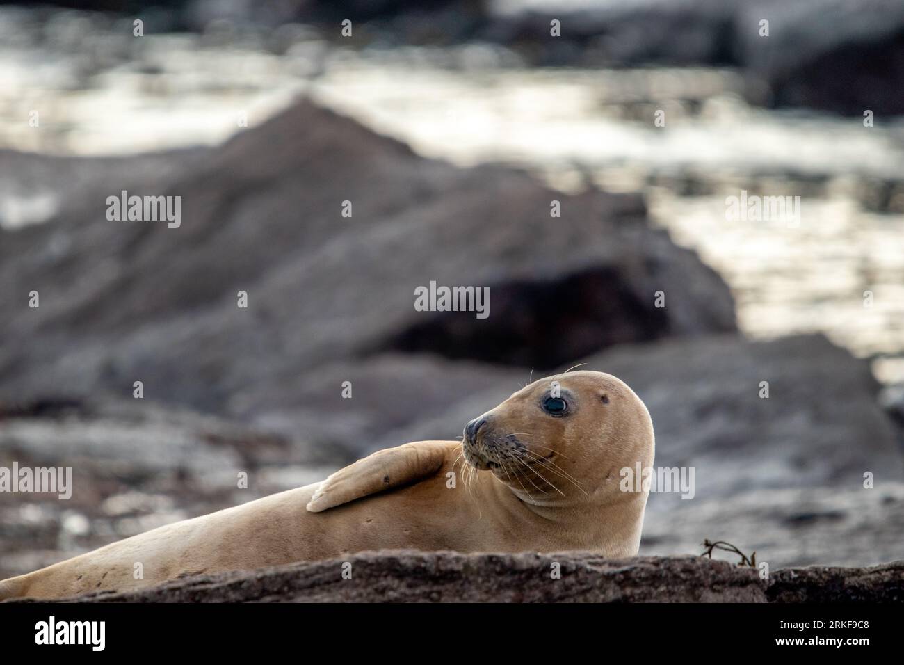 Seal at Ravenscar, North Yorkshire Stock Photo - Alamy