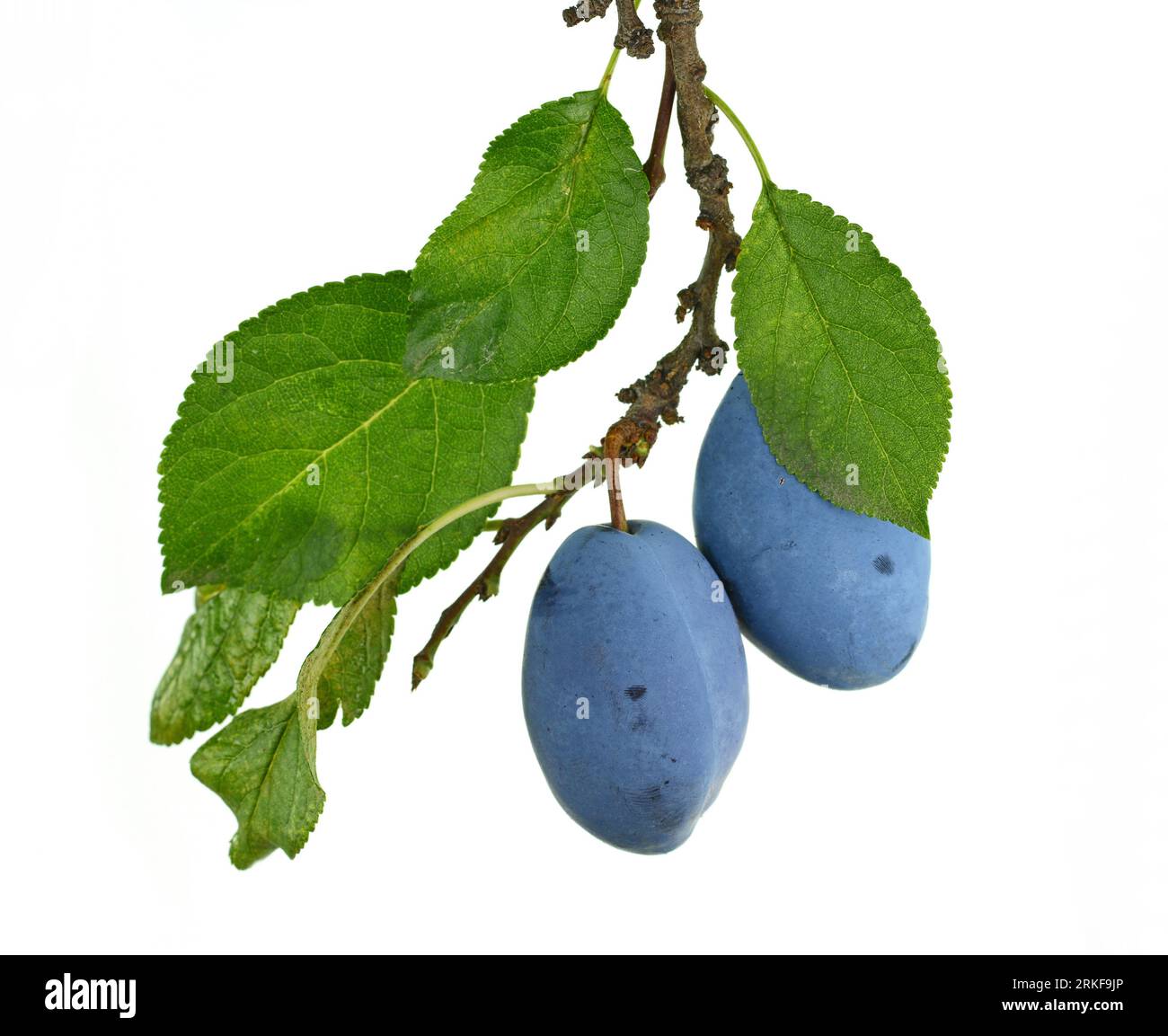 Blue plums hanging on a branch isolated on white background. Package ...