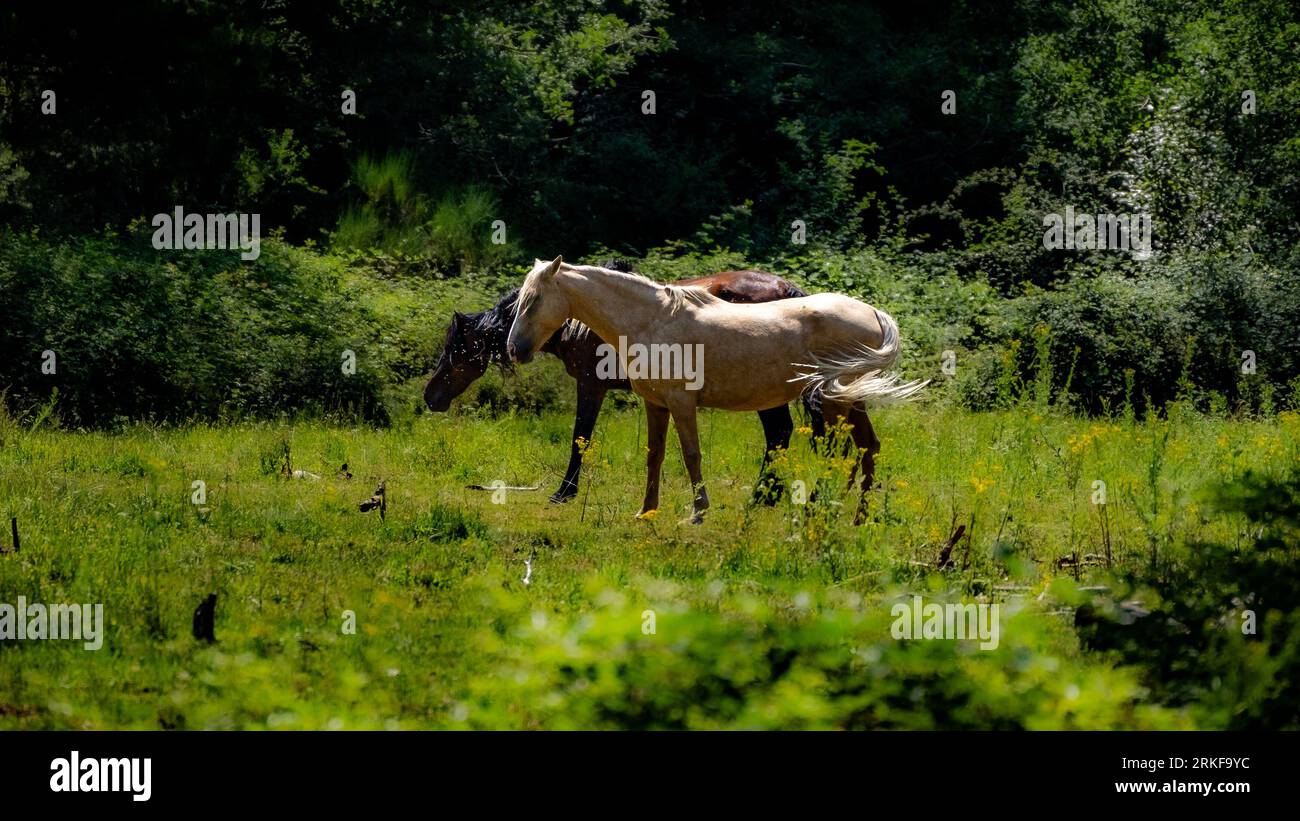 The two majestic horses standing in an open grassy field with a ...