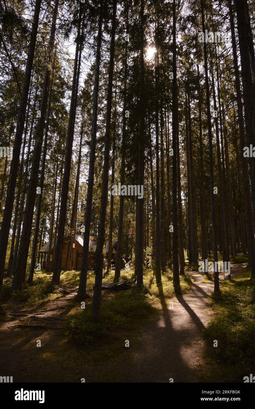 Beautiful forest sunset pines backlight Stock Photo - Alamy