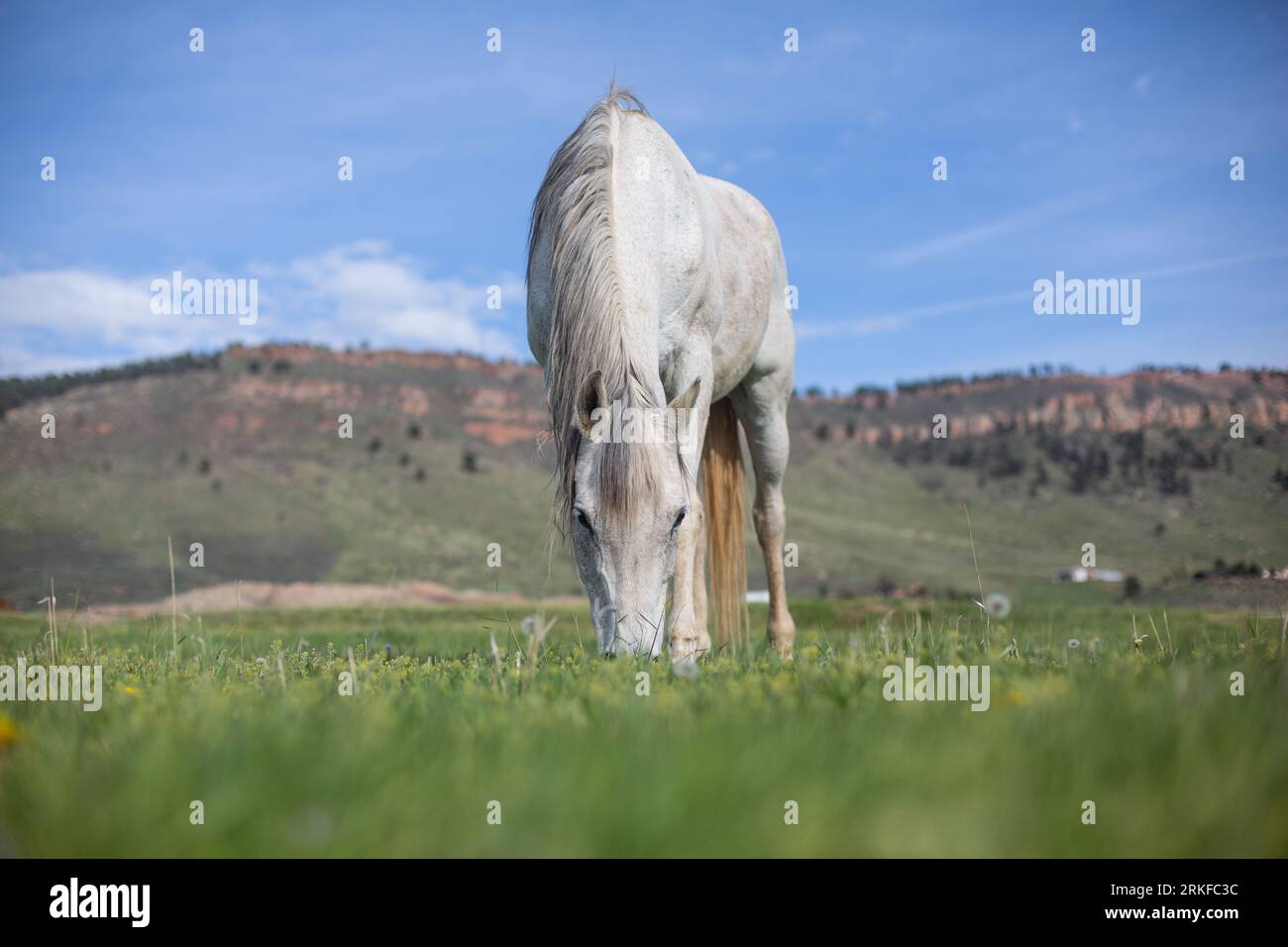 Horse spring grey white hi-res stock photography and images - Alamy