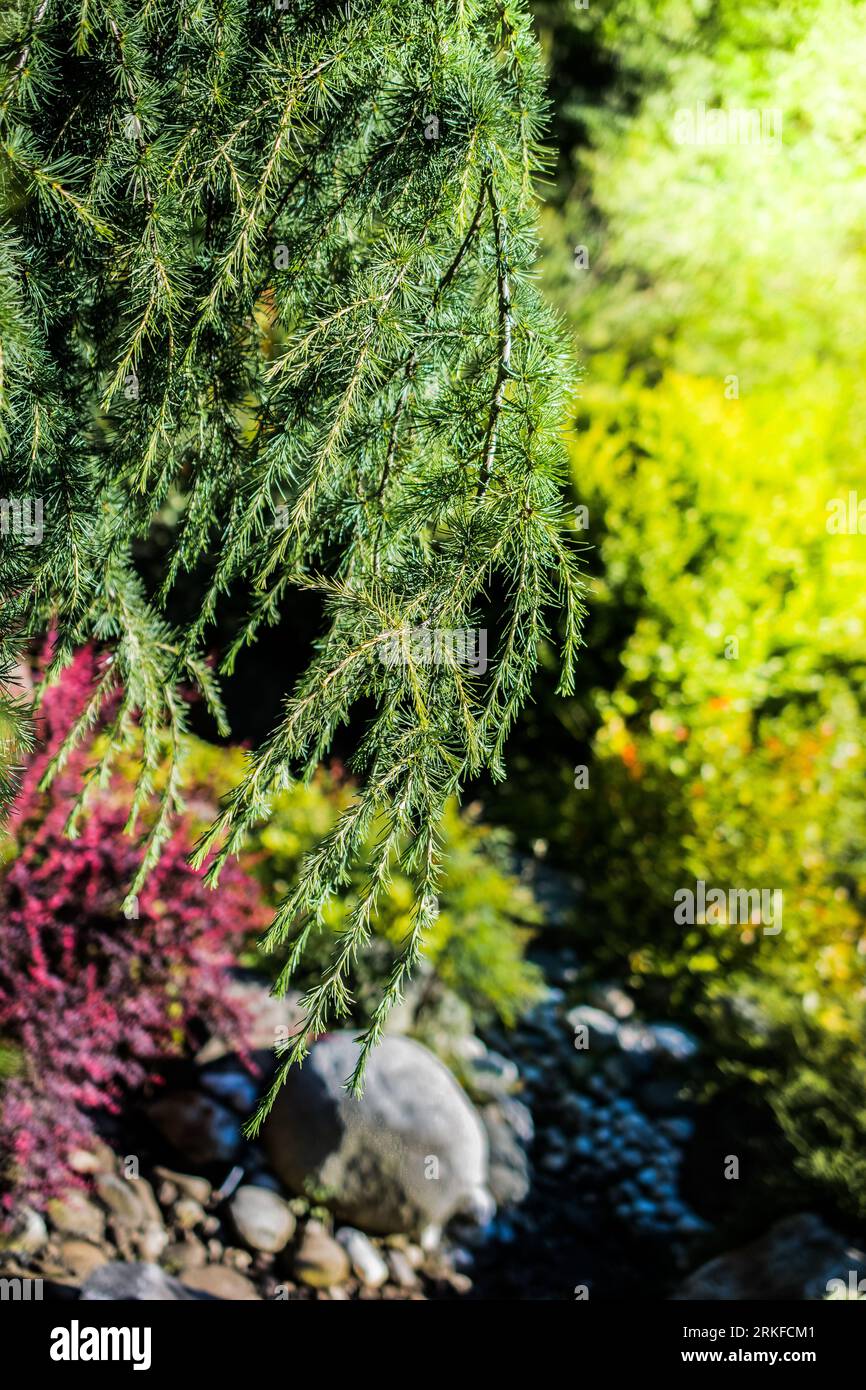 Green bush with Green leaves as nature background Stock Photo - Alamy