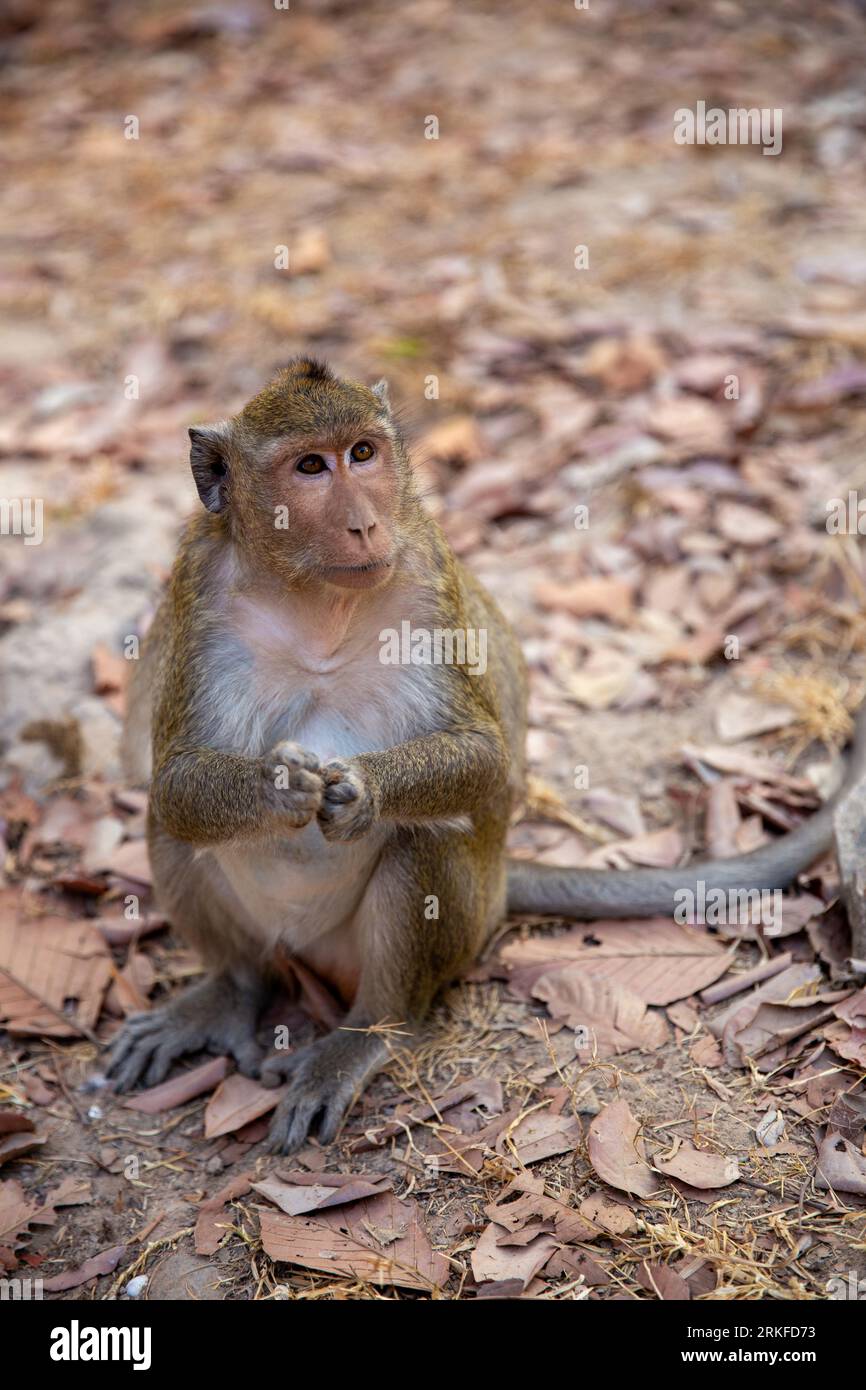 Monkey begging hi-res stock photography and images - Alamy