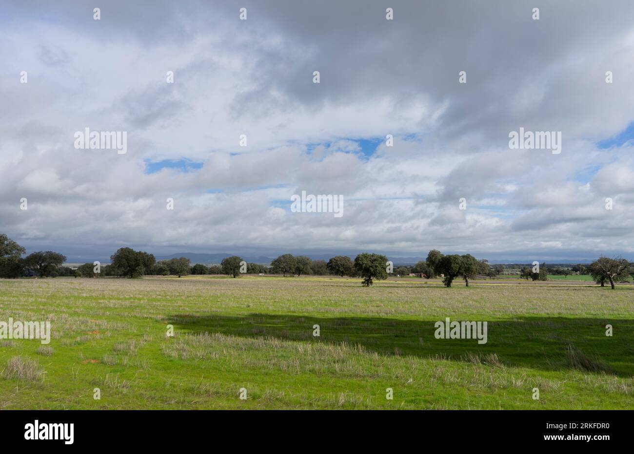 Green field, trees and blue sky with white clouds. Landscape for ...