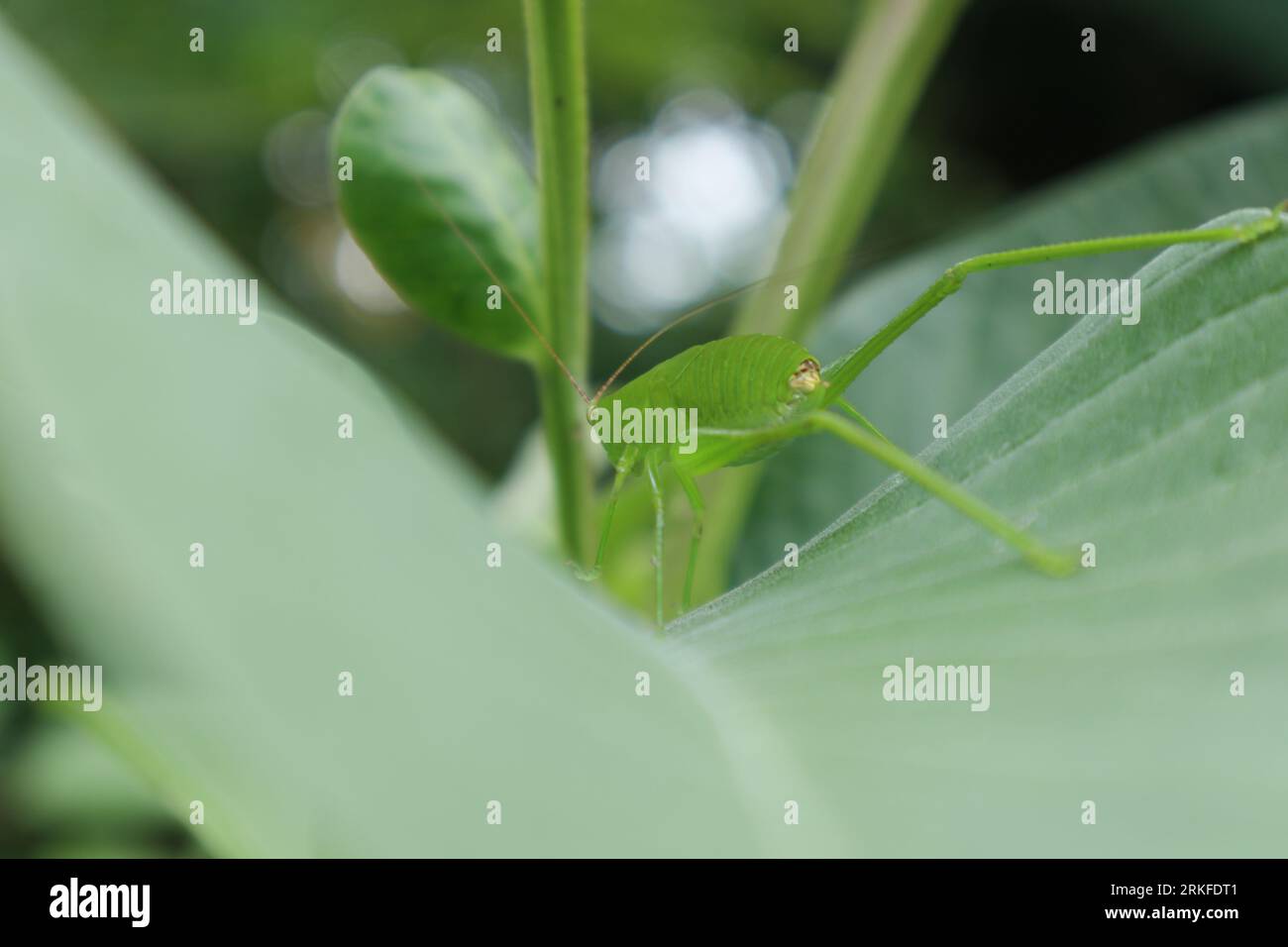 Rear view grasshopper hi-res stock photography and images - Alamy