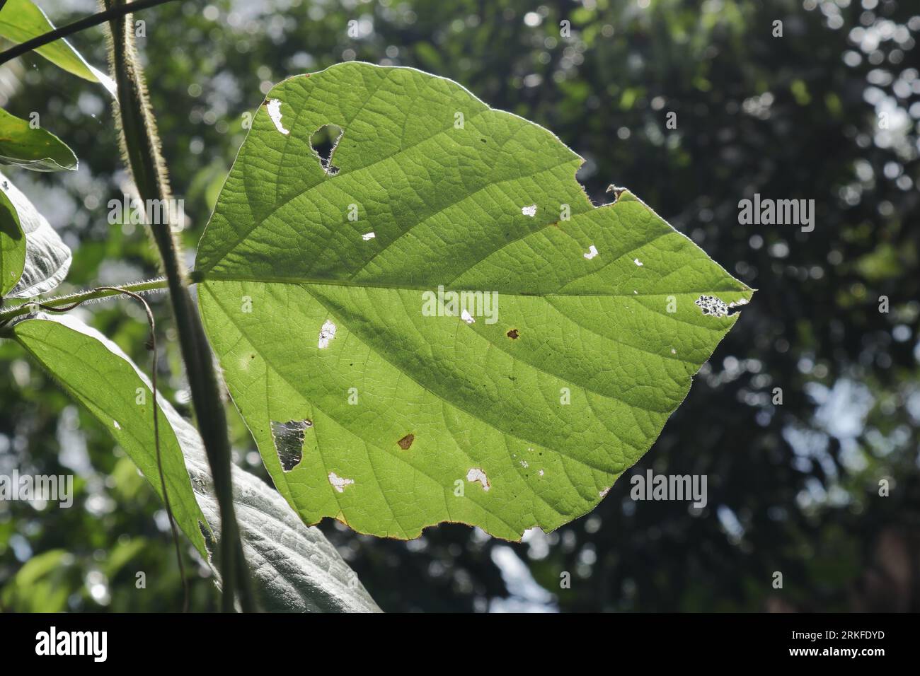 Kudzu plant shape hi-res stock photography and images - Alamy