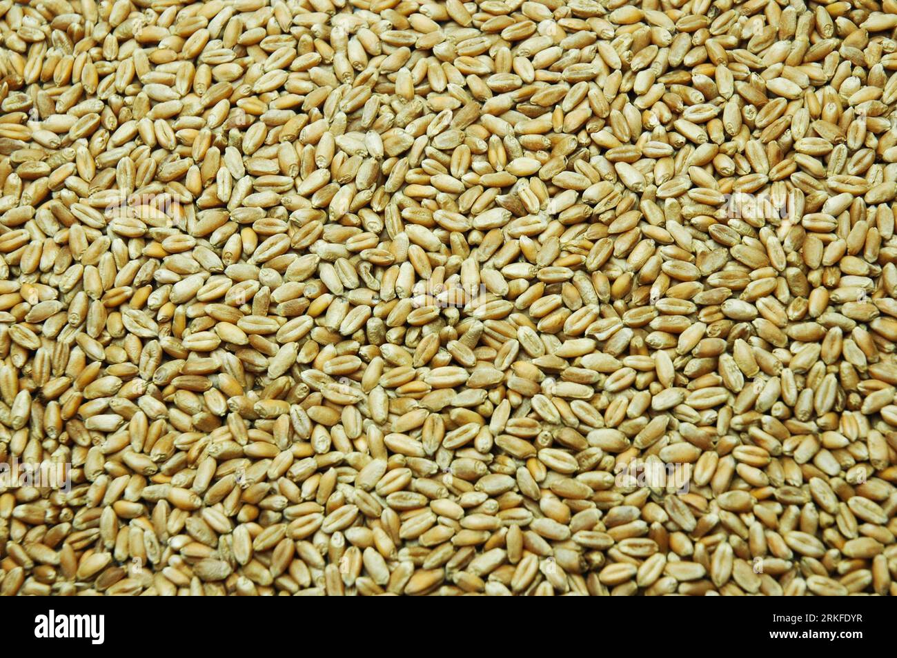 Wheat from top hi-res stock photography and images - Alamy