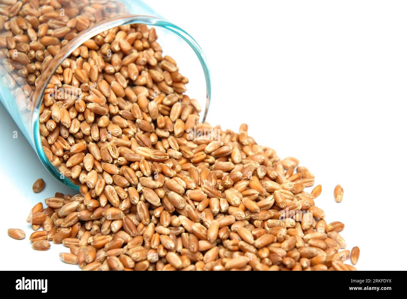 wheat grains isolated on white background Stock Photo - Alamy