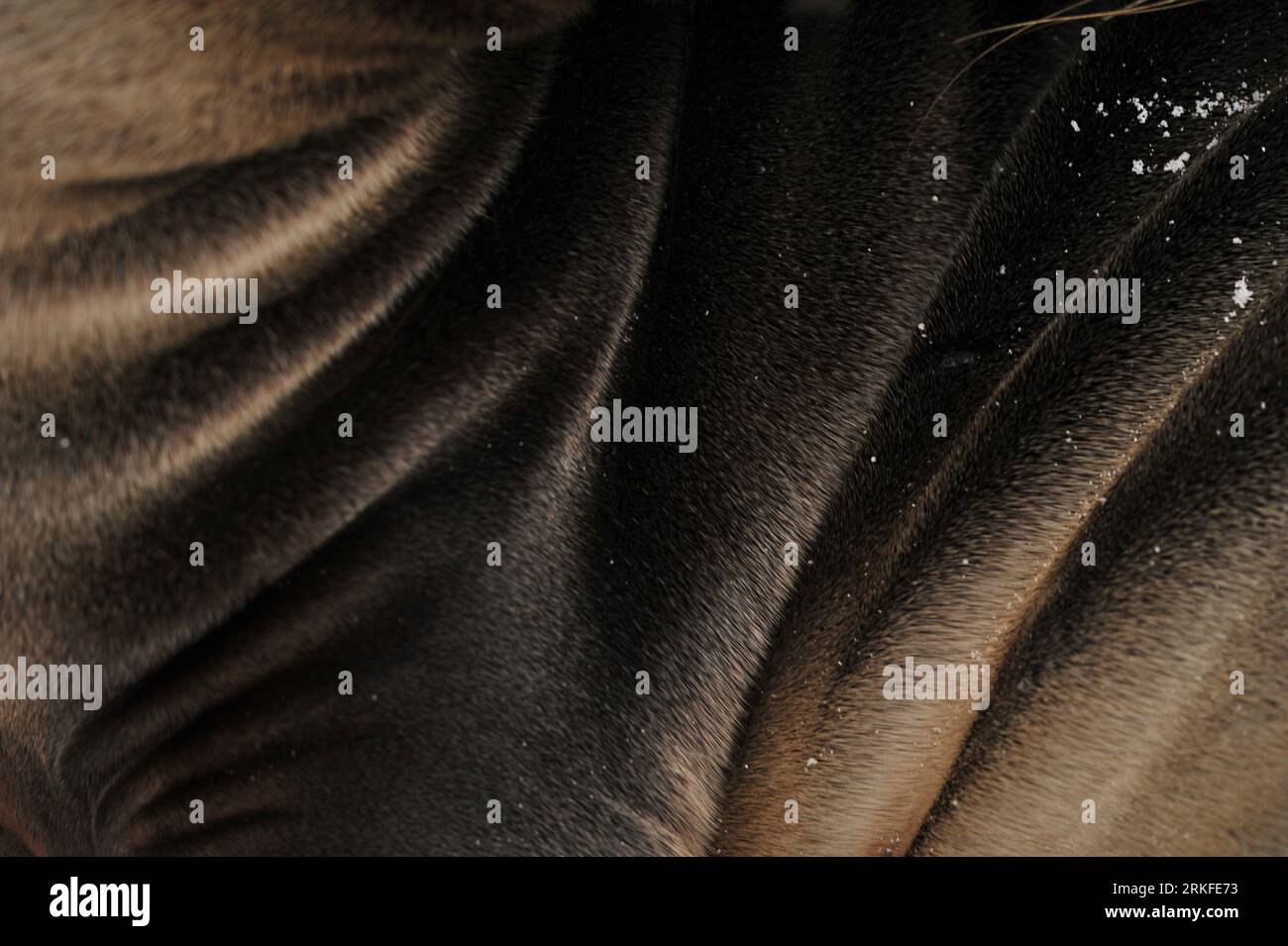 Lion skin hi-res stock photography and images - Alamy
