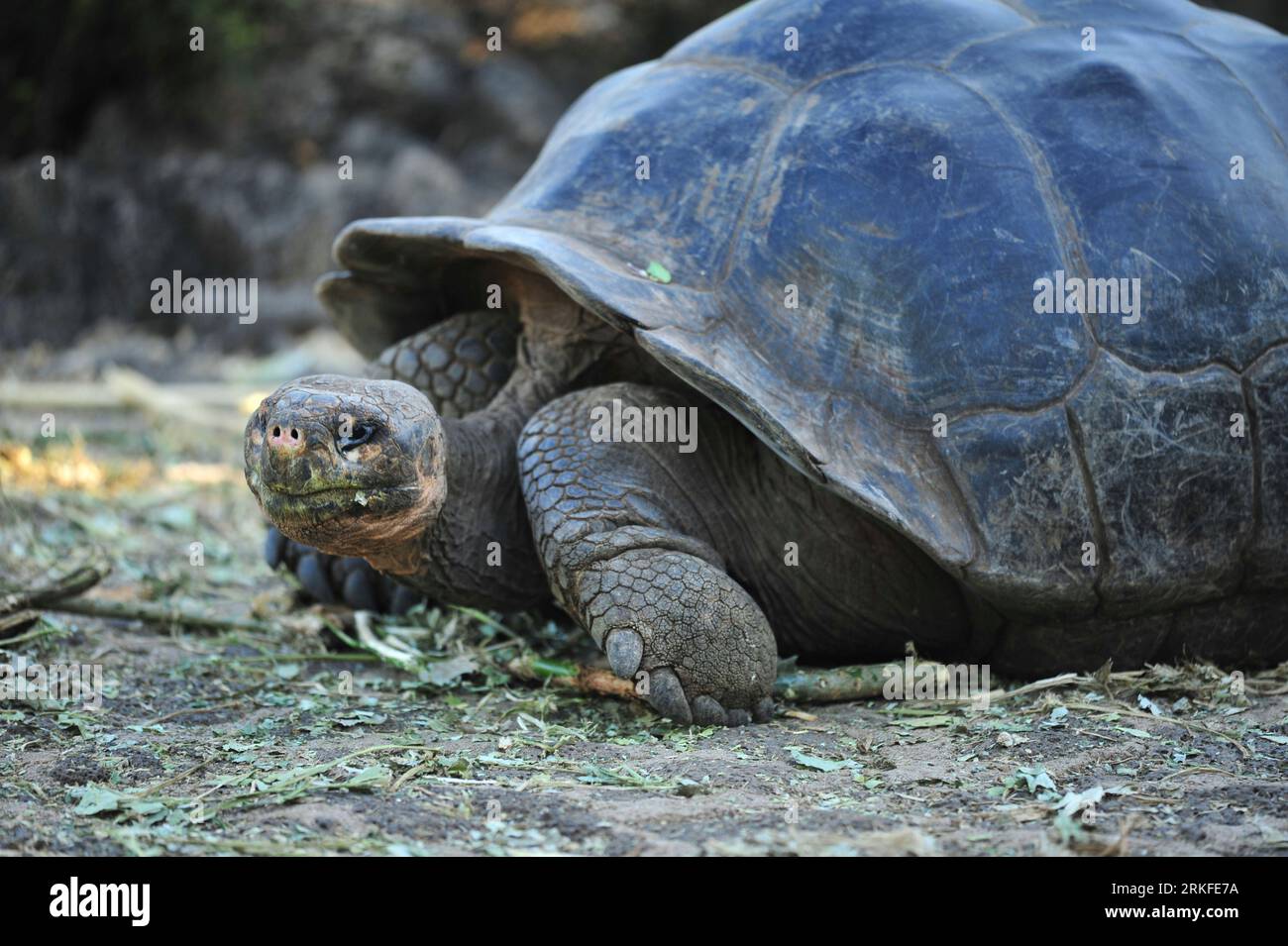 Sea turtle standing at the beach Stock Photo - Alamy