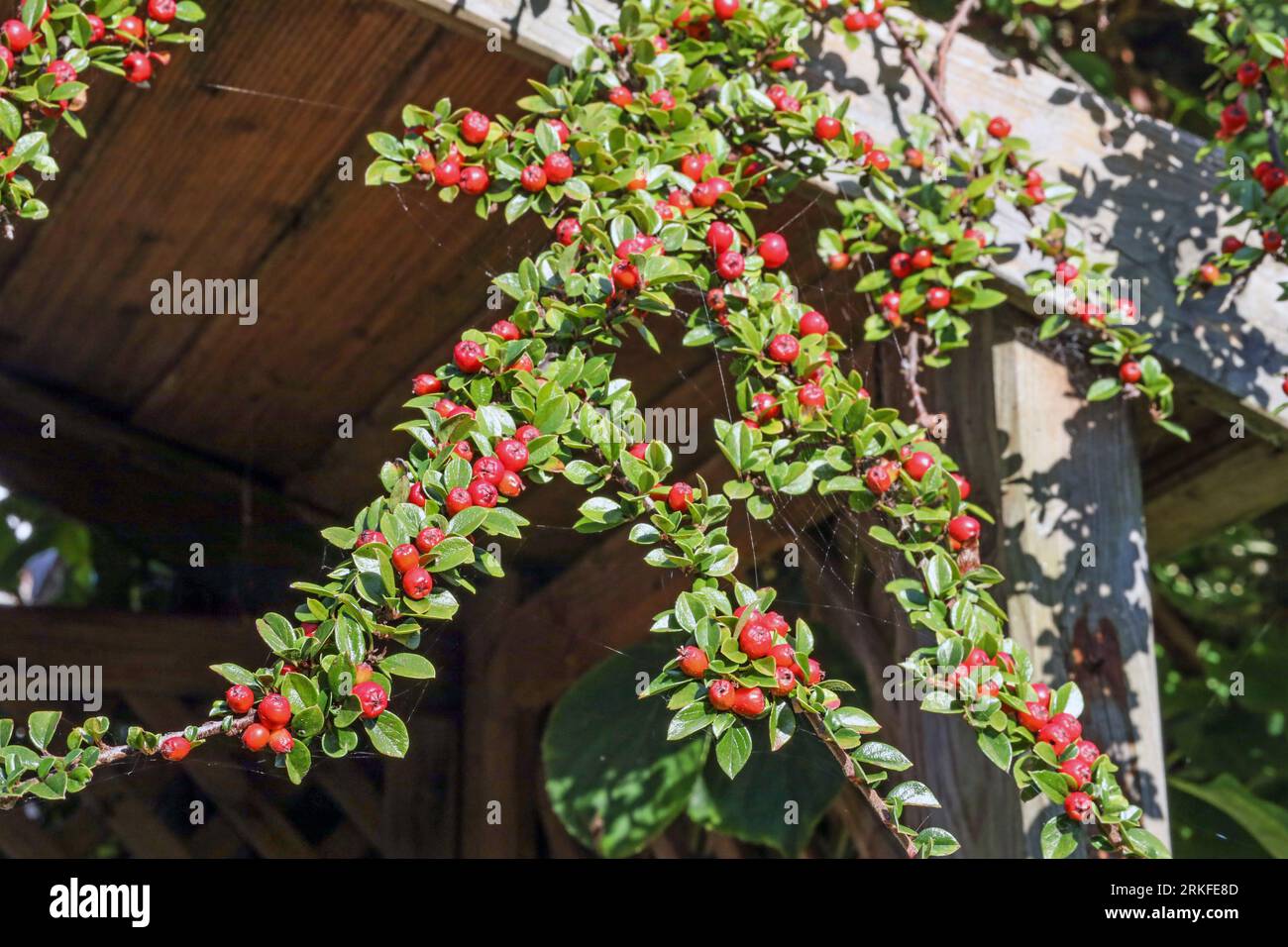 The fingerlike spreak of branches on a Cotoneaster horizontalis shrub ...