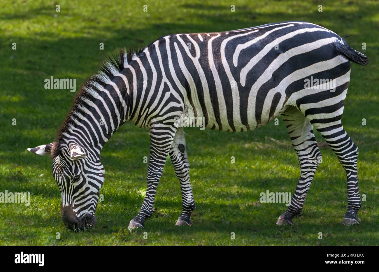 A white and black striped zebra stands on a bright green rolling field ...