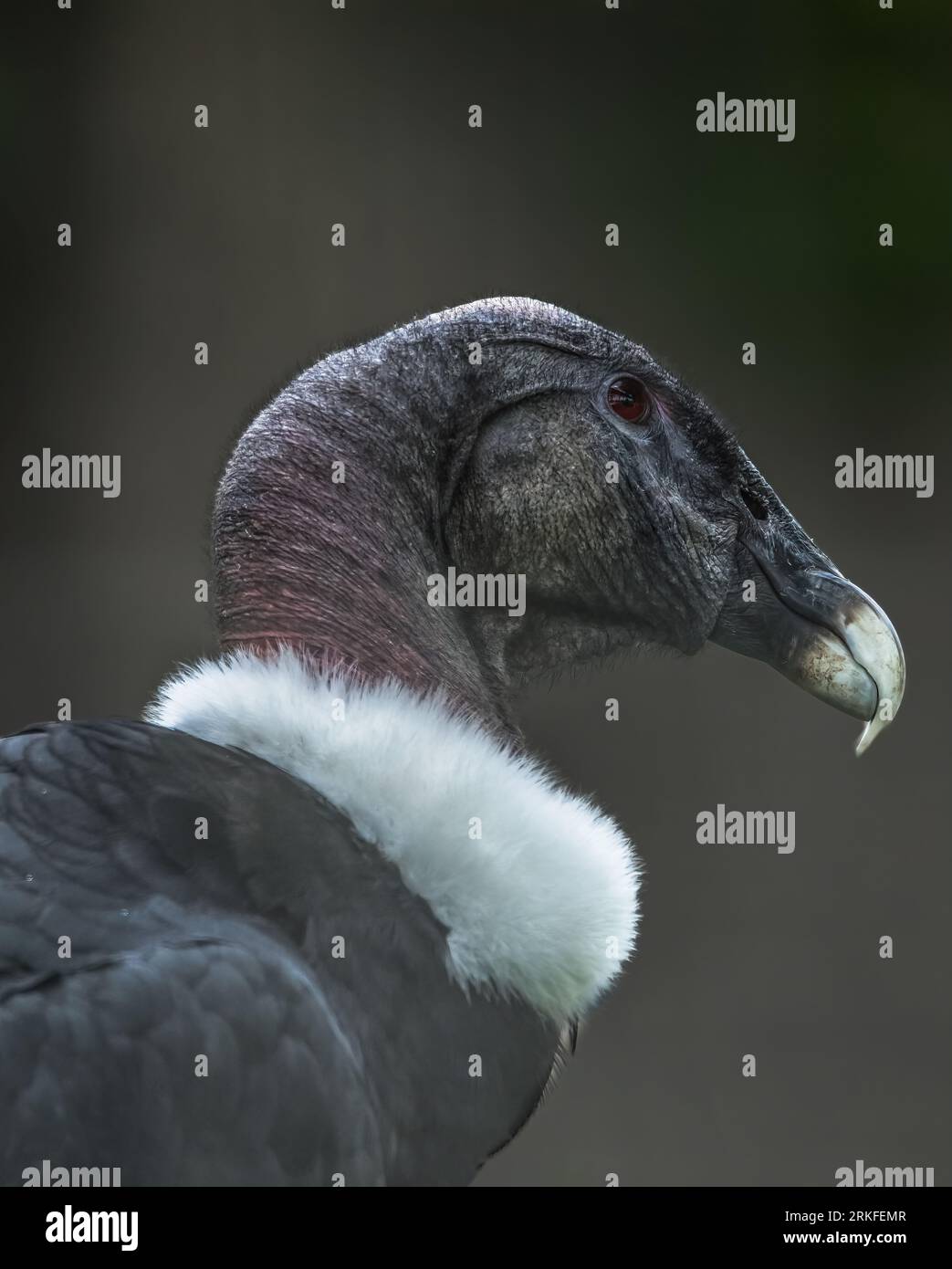 Andean condor nest hi-res stock photography and images - Alamy