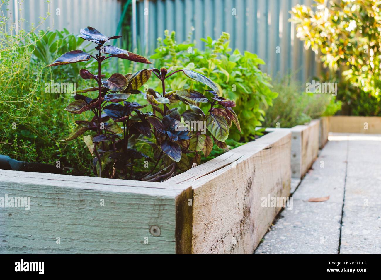 Veggies plants hi-res stock photography and images - Alamy