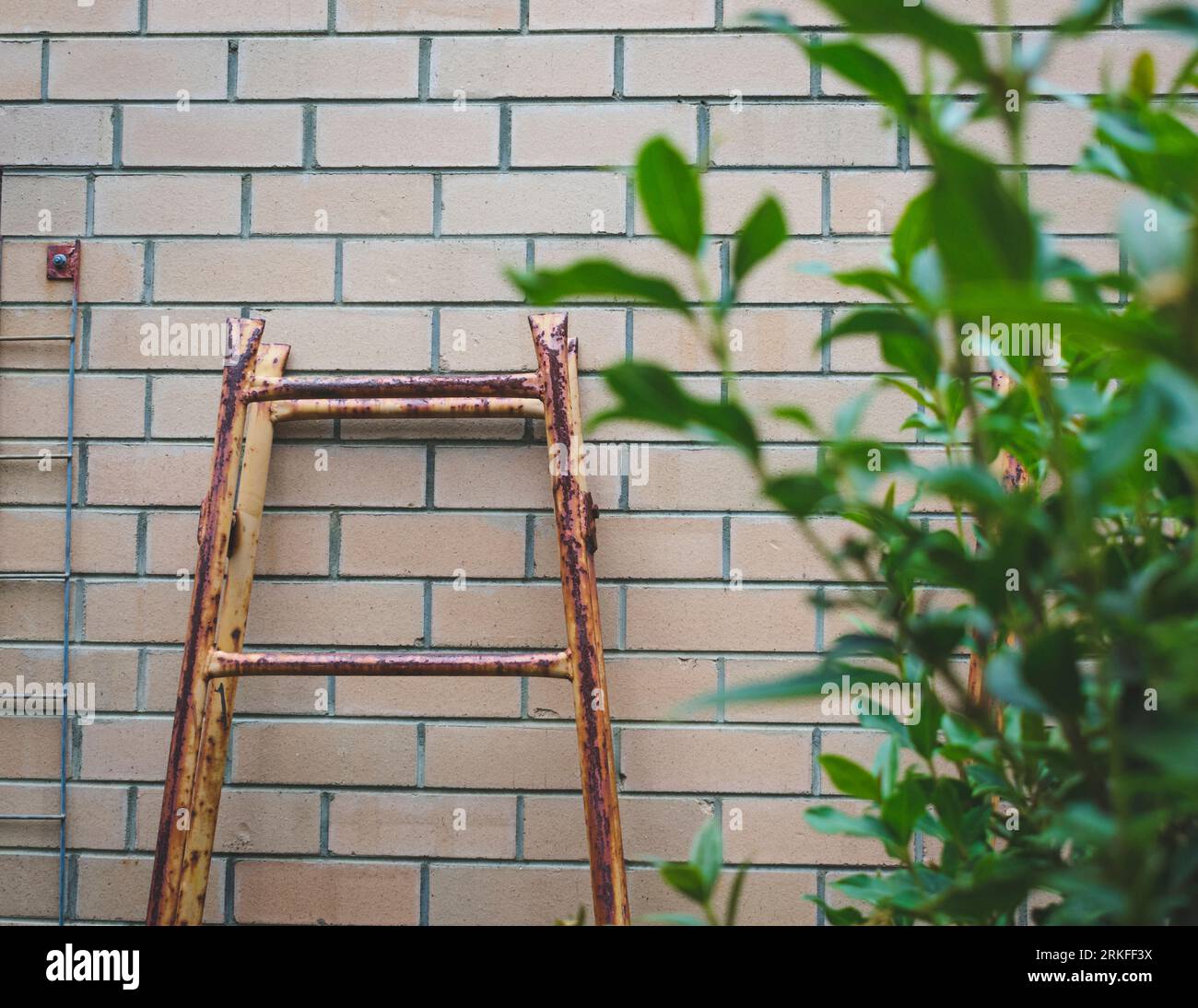 Rusty Orange Ladder leaning against brick wall with leafy green plant ...