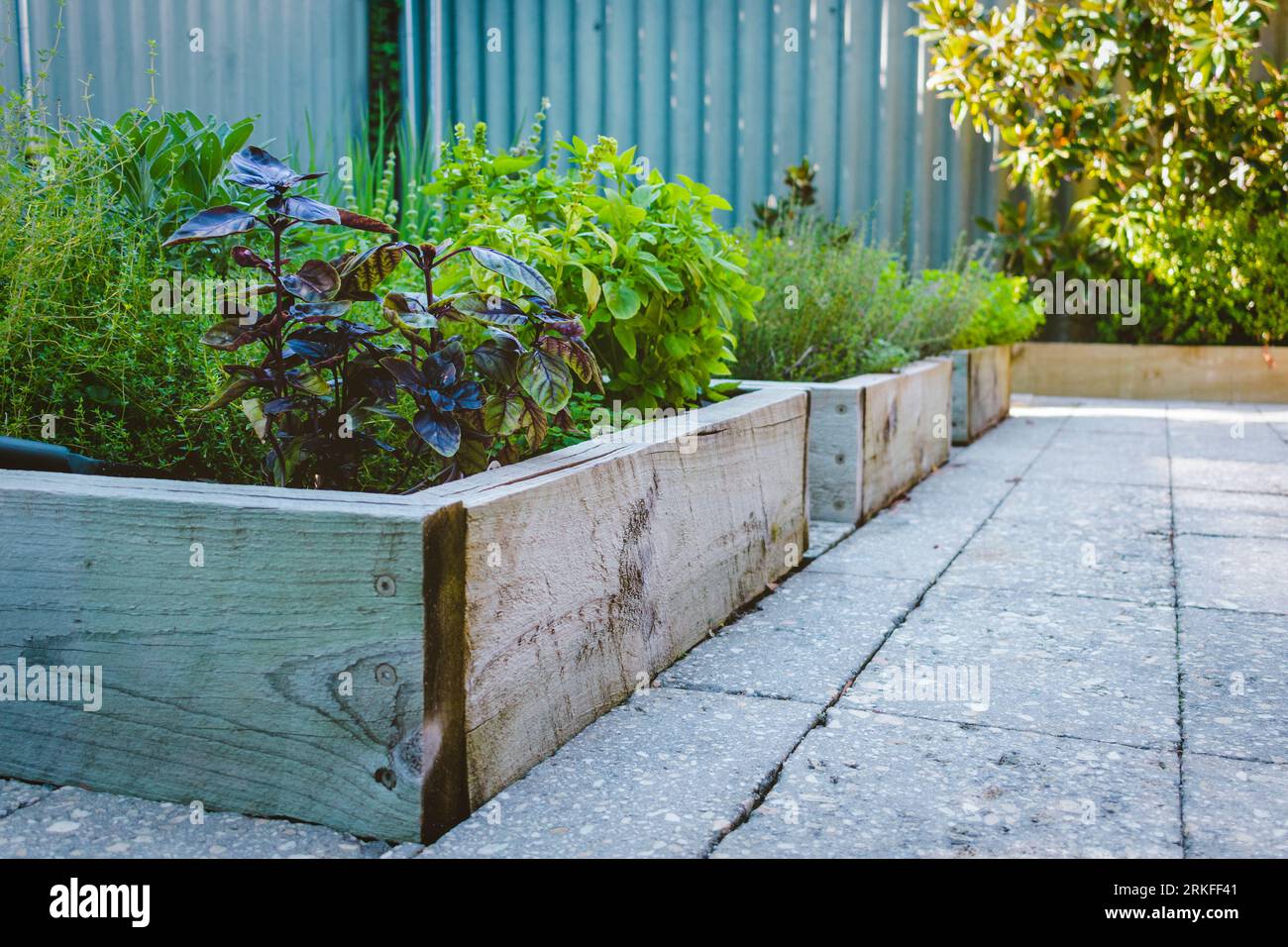 Purple Basil in Back Yard Herb Garden Vegetable Patch and Plants Stock ...
