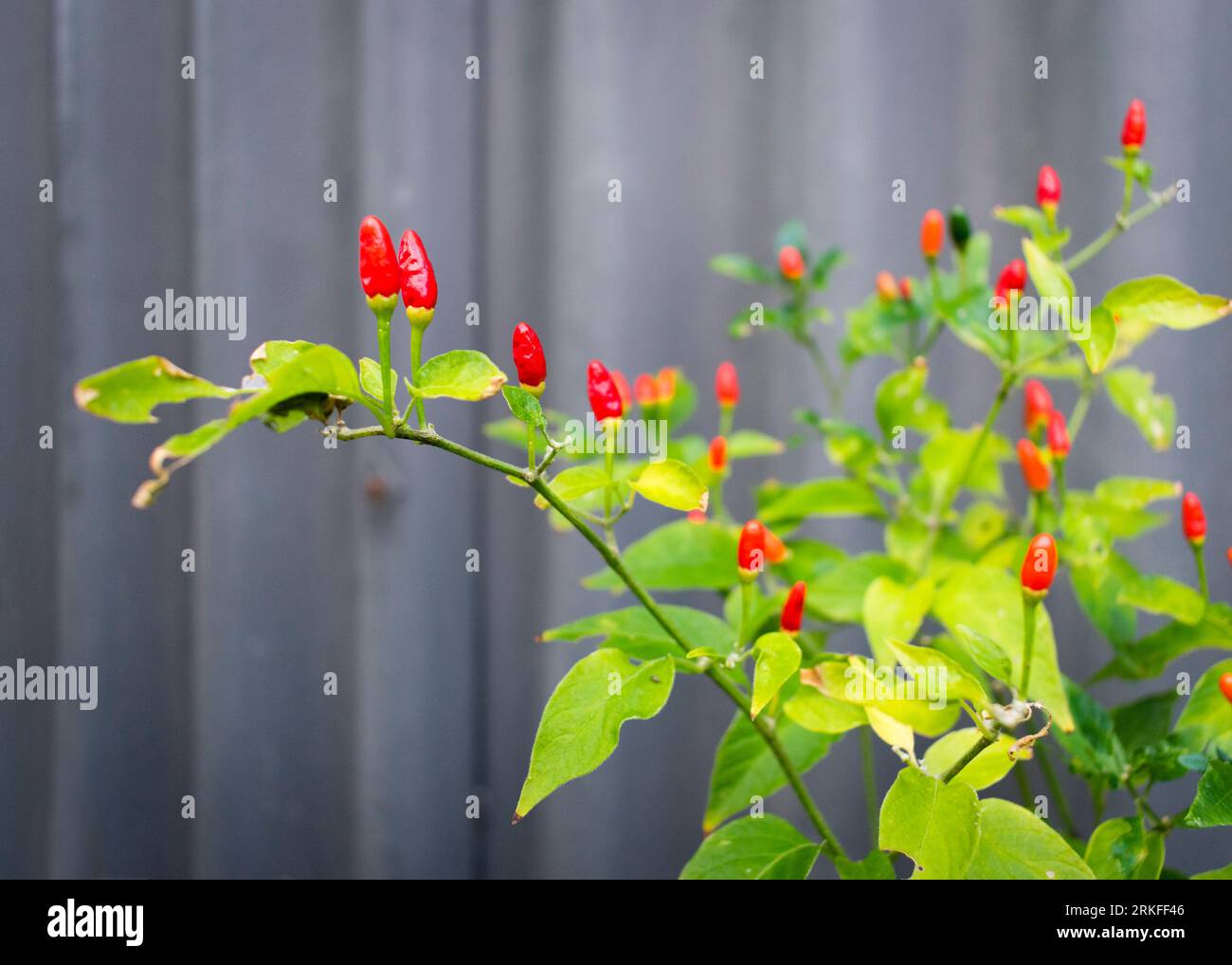 Chilli plant in back yard herb garden vegetable patch with fence Stock ...
