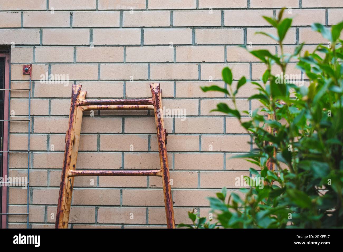 Rusty Orange Ladder leaning against brick wall with leafy green plant ...