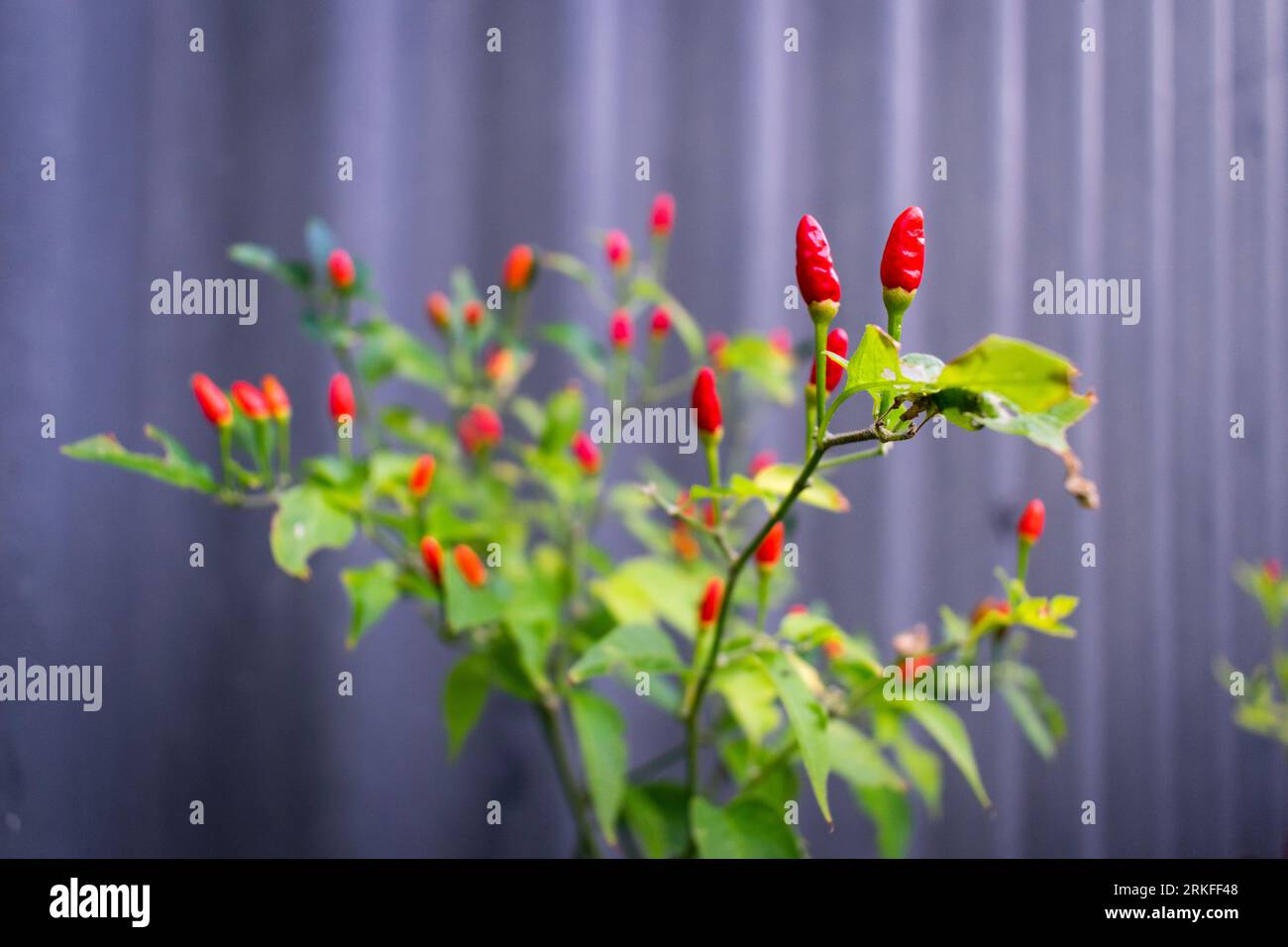 Chilli plant flower hi-res stock photography and images - Alamy