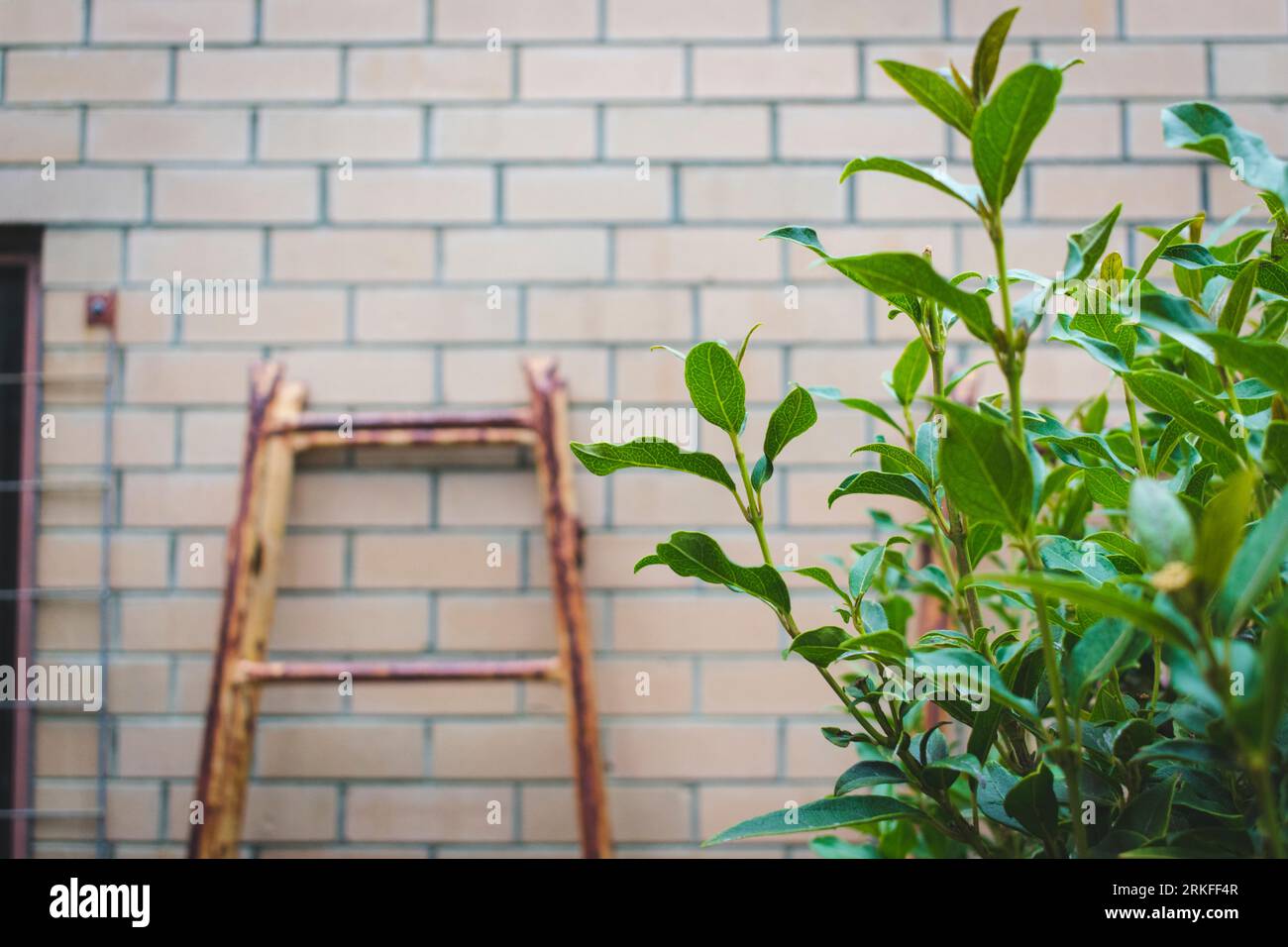 Rusty Orange Ladder leaning against brick wall with leafy green plant ...