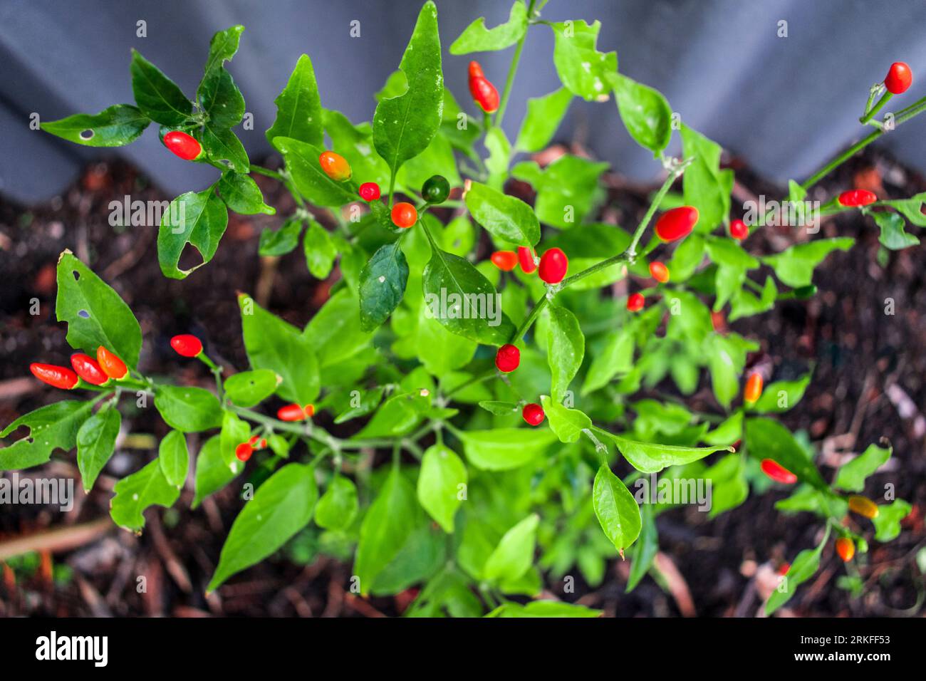Outdoor chilli plants hi-res stock photography and images - Alamy