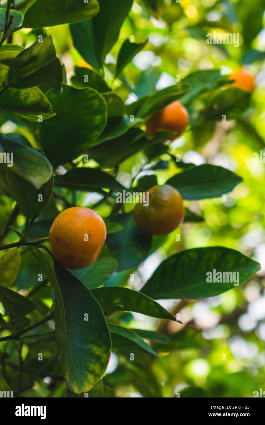small orange clementine mandarin tangerine in fruit tree orchard Stock ...