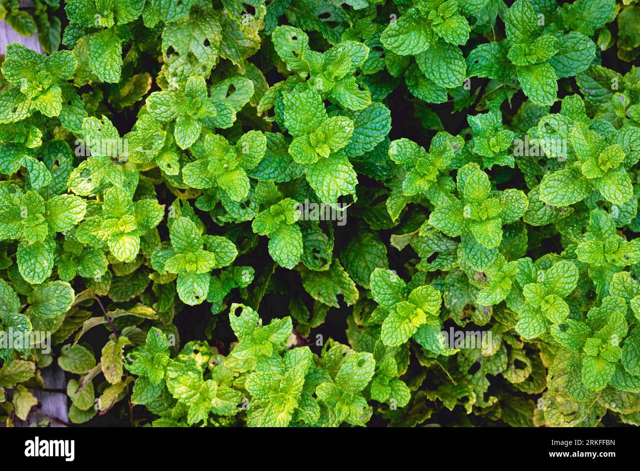 Top down view of mint in outdoor vegetable patch herb garden home Stock ...
