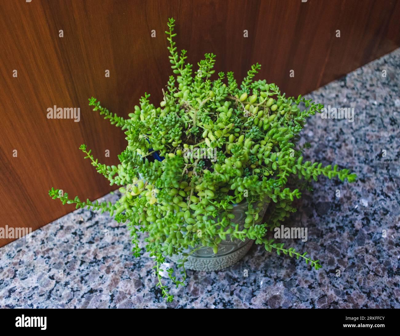 Top down view succulent plant in ceramic pot with wood and stone Stock ...