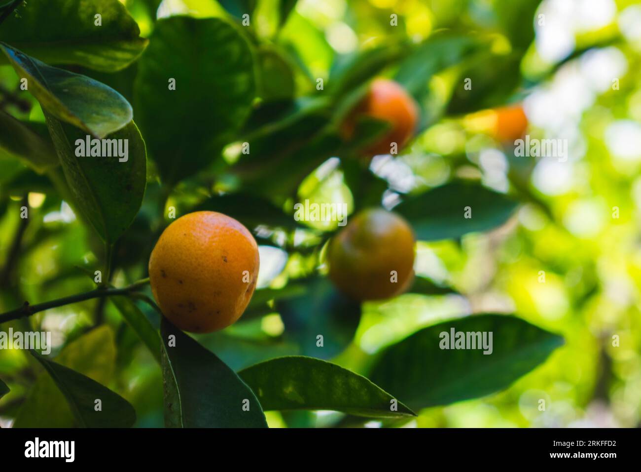 small orange clementine mandarin tangerine in fruit tree orchard Stock ...