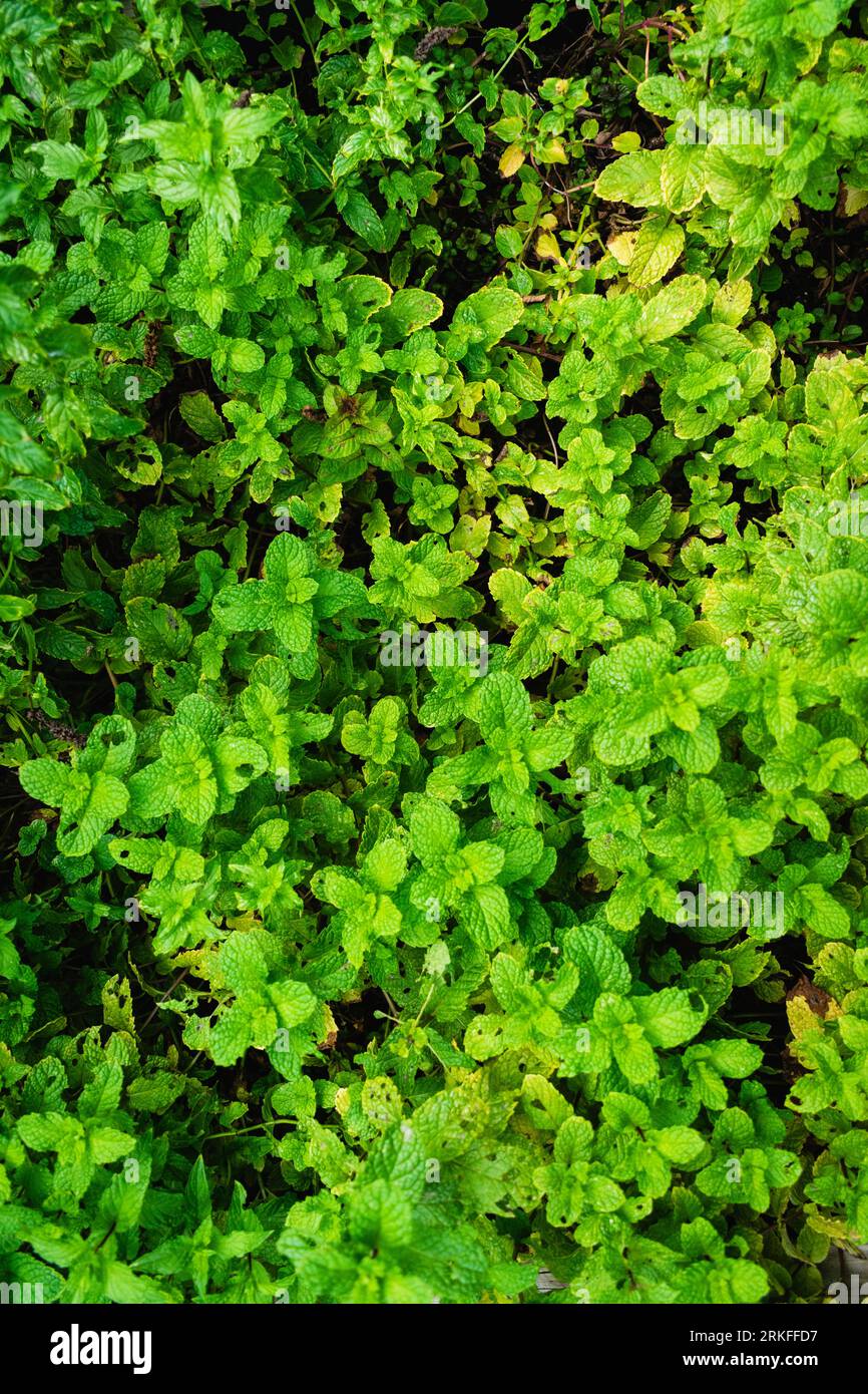 Top down view of mint in outdoor vegetable patch herb garden home Stock ...