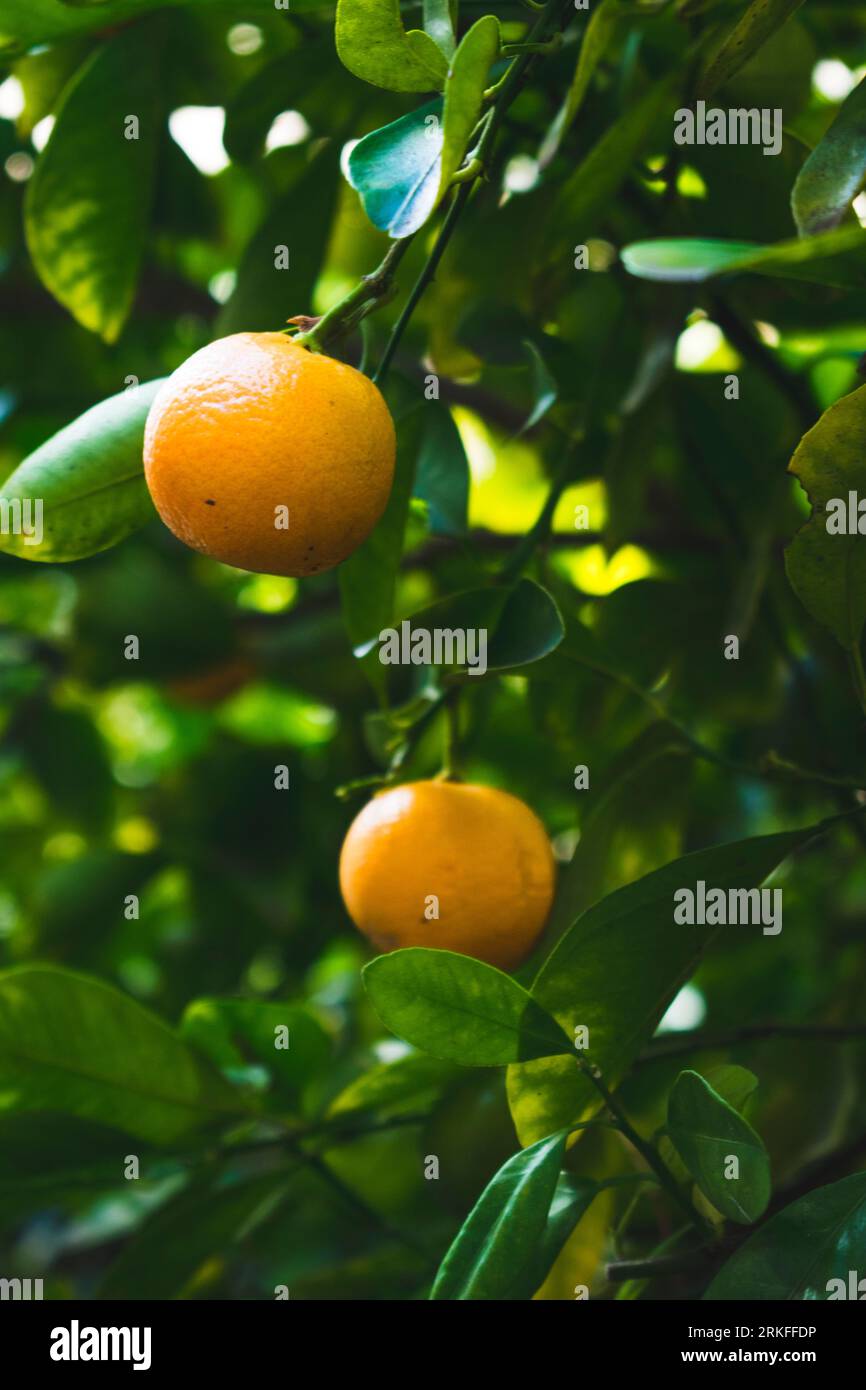small orange clementine mandarin tangerine in fruit tree orchard Stock ...