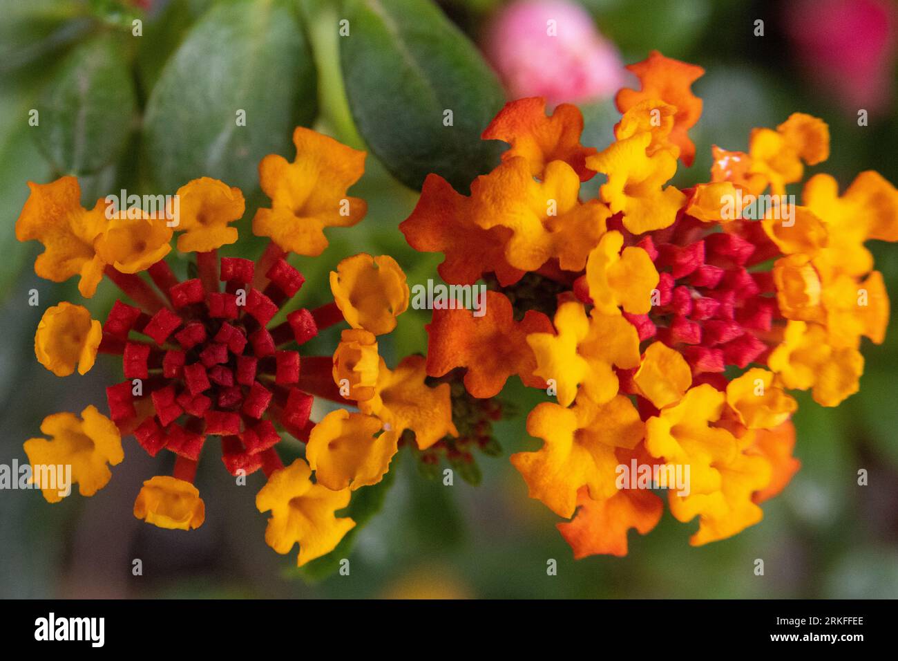 Colourful flowers at home garden Stock Photo - Alamy