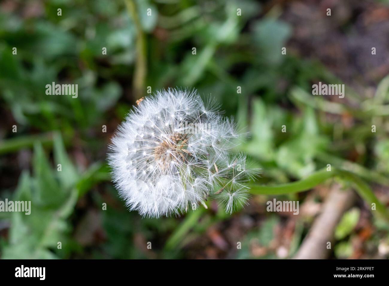Flower geometry hi-res stock photography and images - Alamy