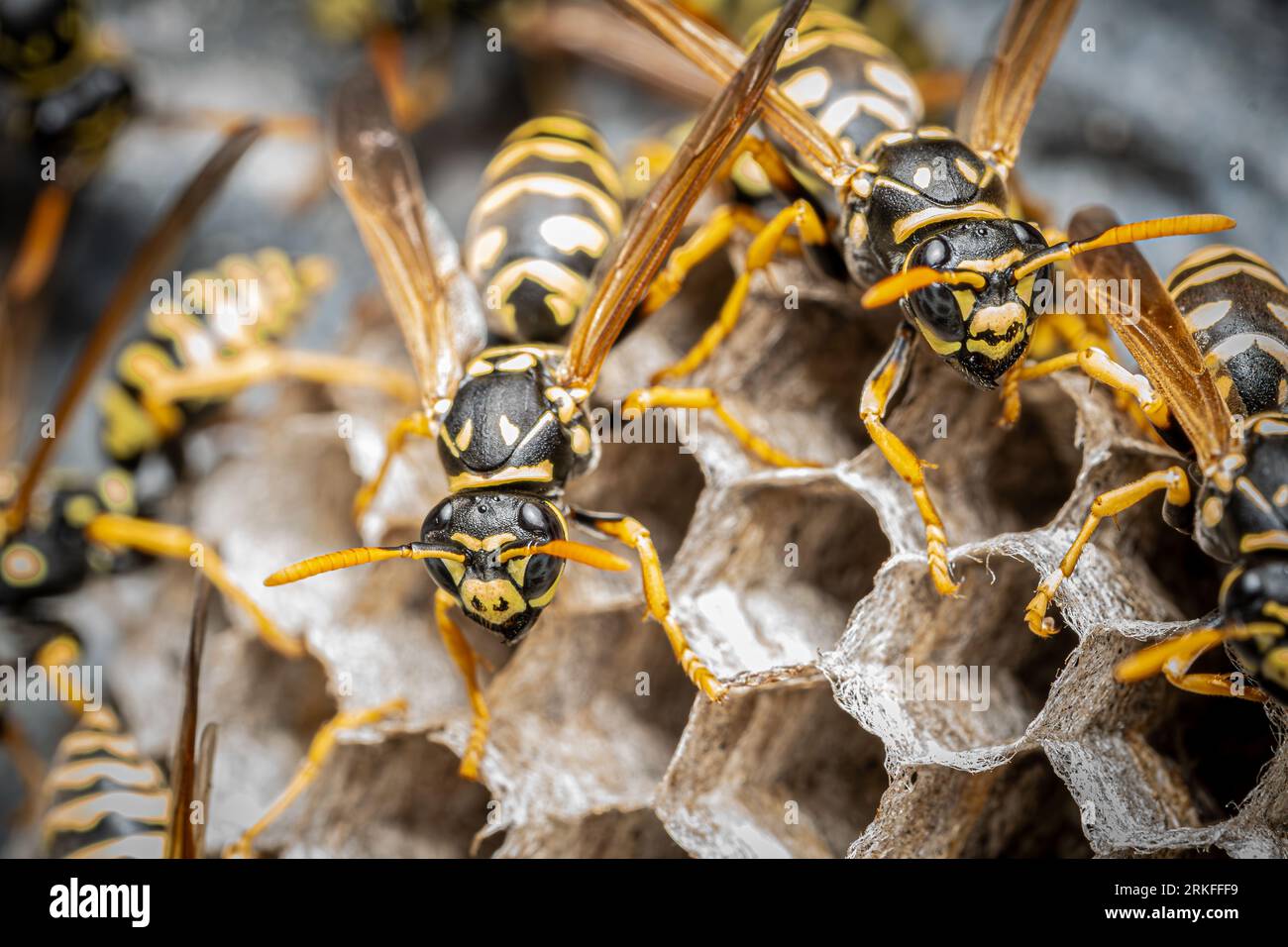 A macro shot of a wasp nest featuring several larvae in their cells ...