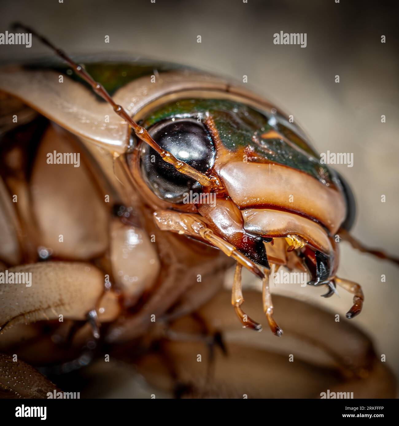 Shiny black exoskeleton hi-res stock photography and images - Alamy