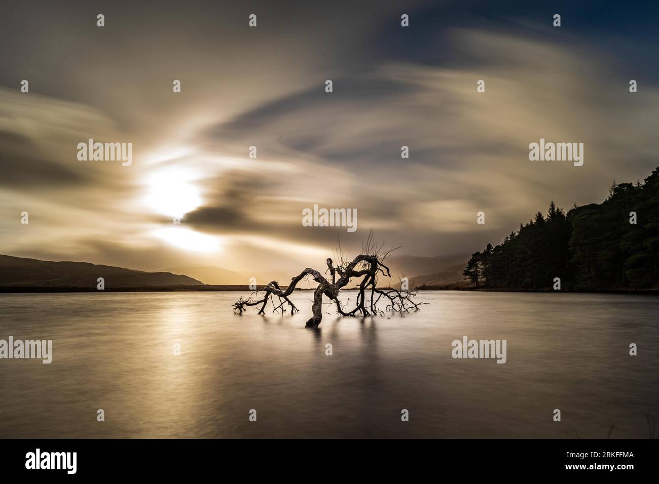 Single tree ireland hi-res stock photography and images - Alamy
