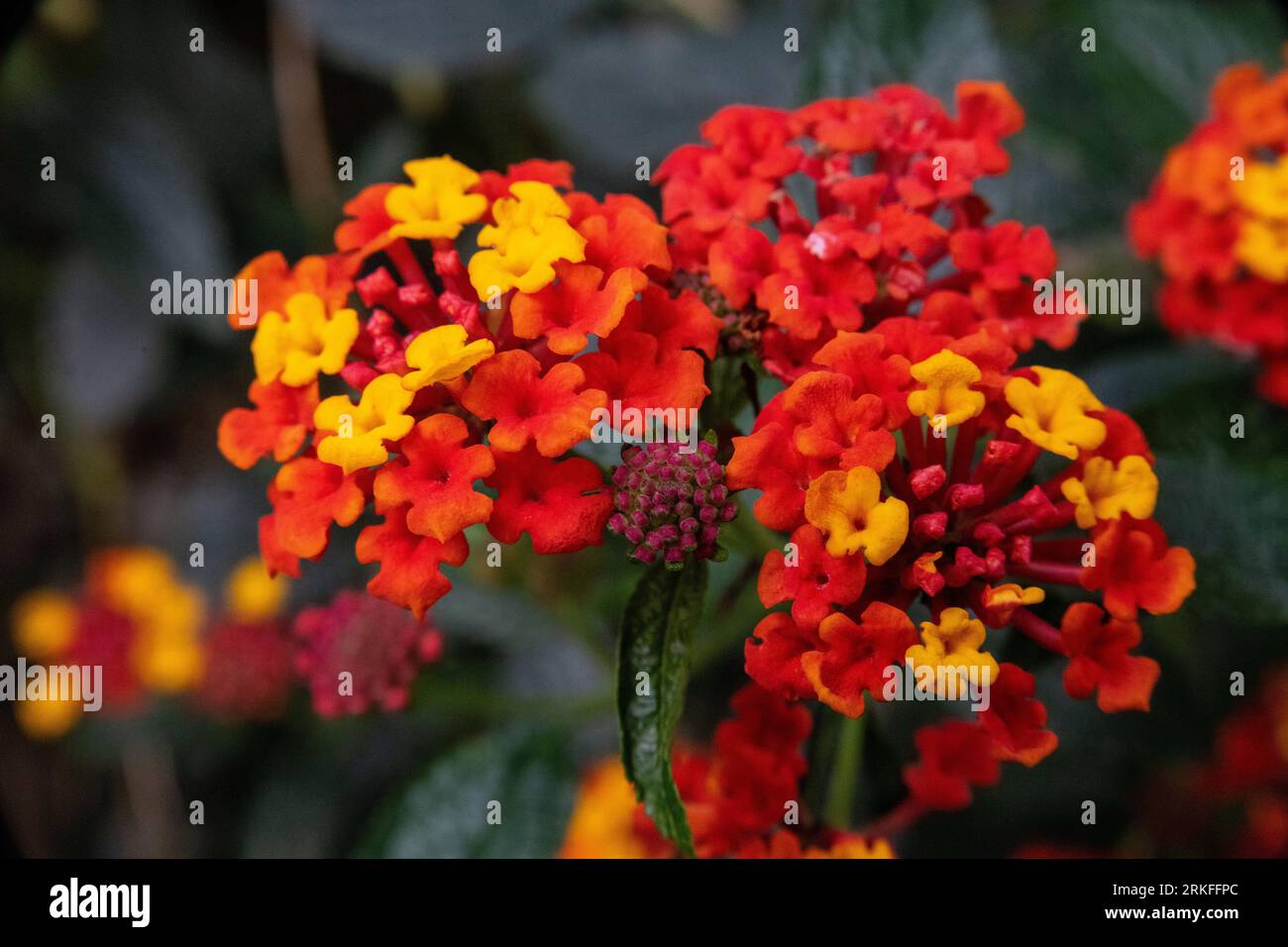 Colourful flowers at home garden Stock Photo - Alamy